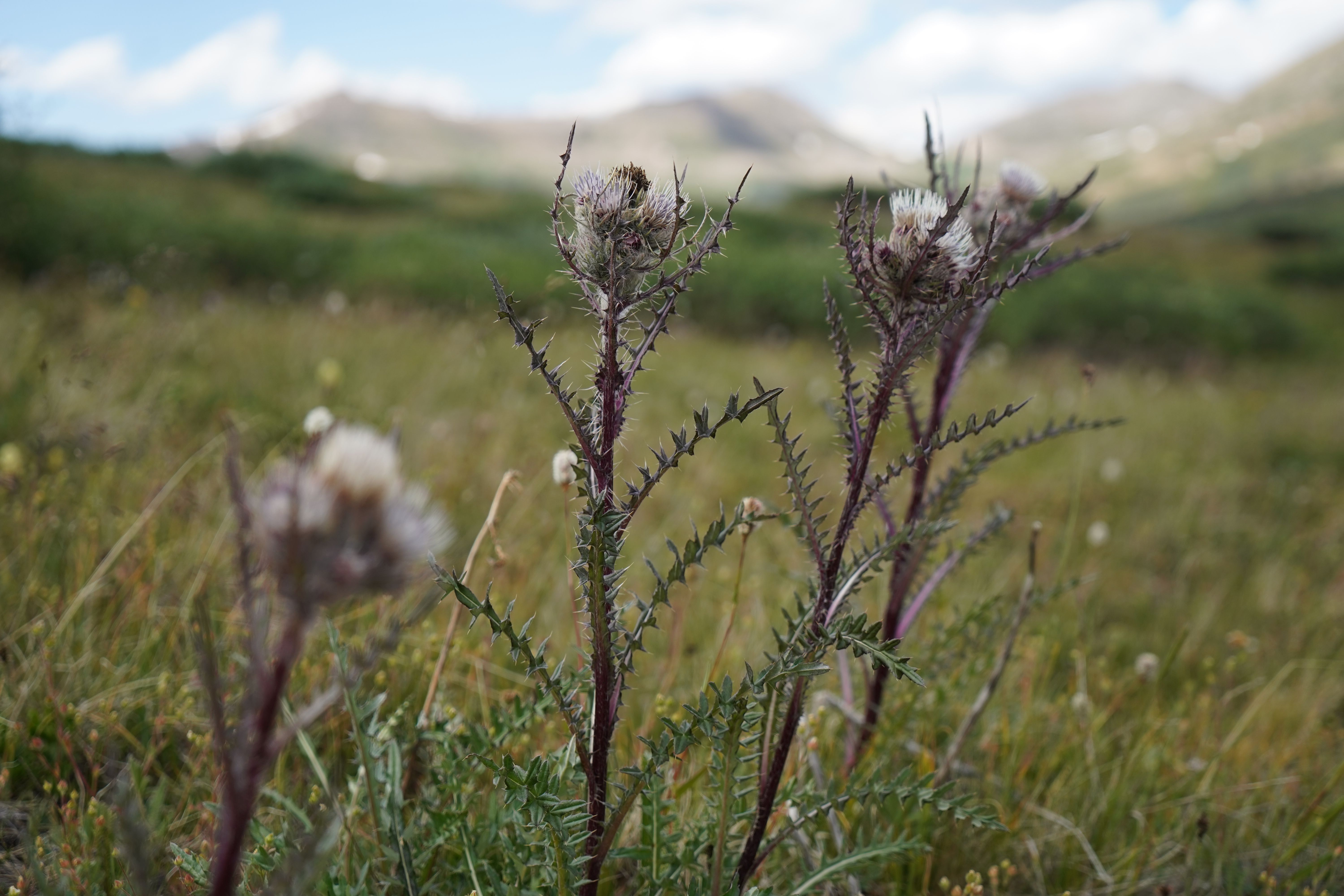 Alfalfa Plant Photos, Download The BEST Free Alfalfa Plant Stock Photos ...