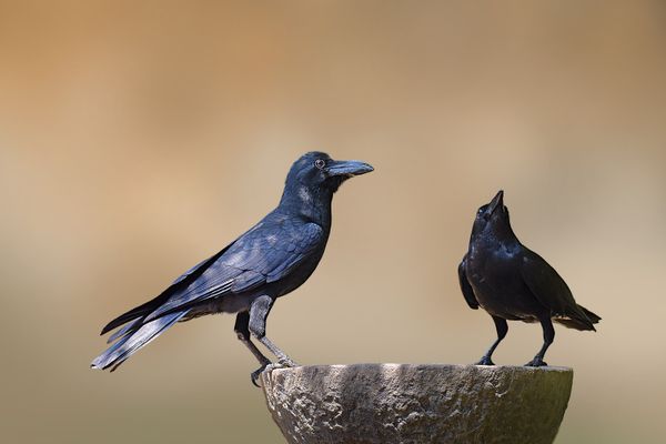 Crow Photos, Download The BEST Free Crow Stock Photos & HD Images
