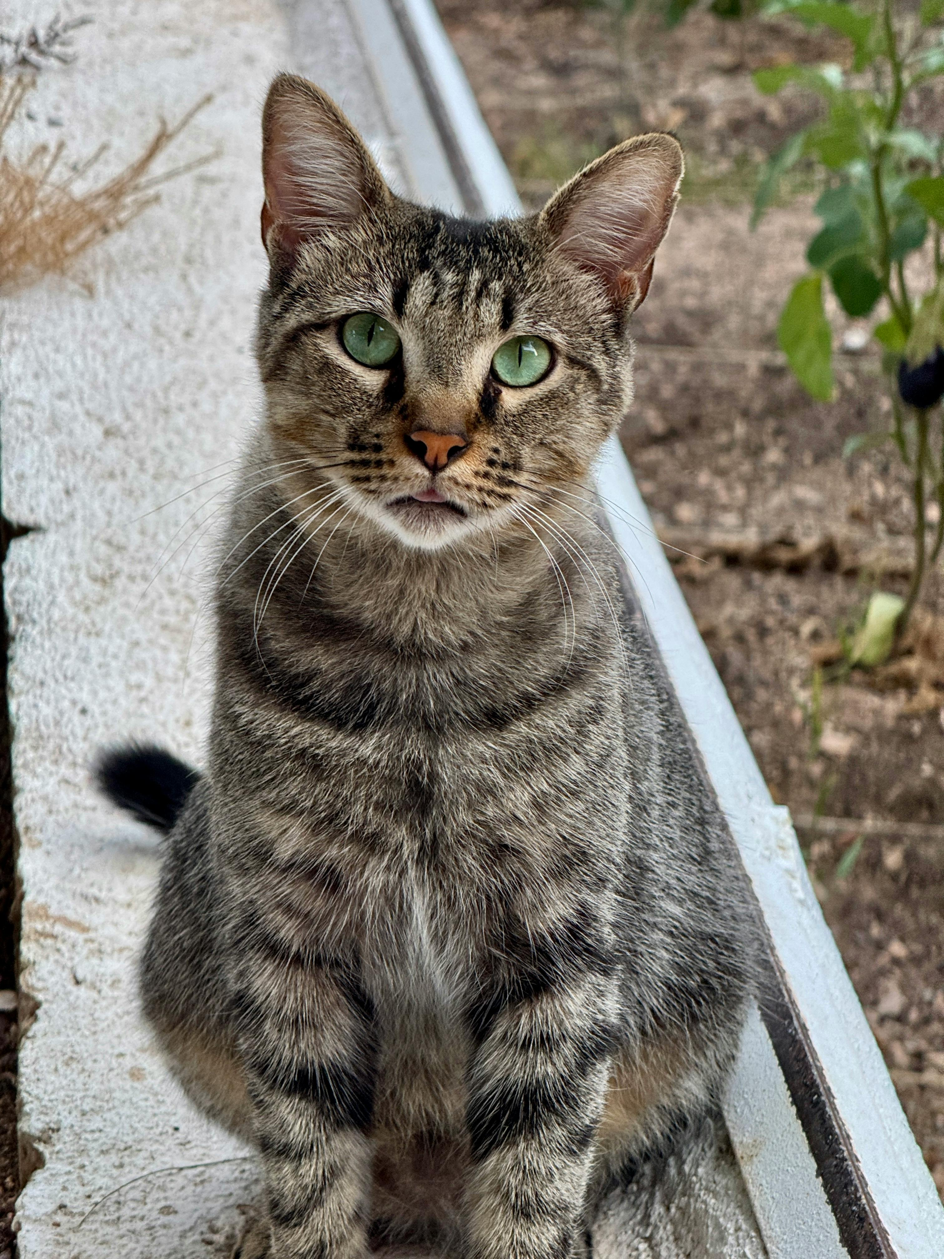 Cute Avatars Photos, Download The BEST Free Cute Avatars Stock Photos ...