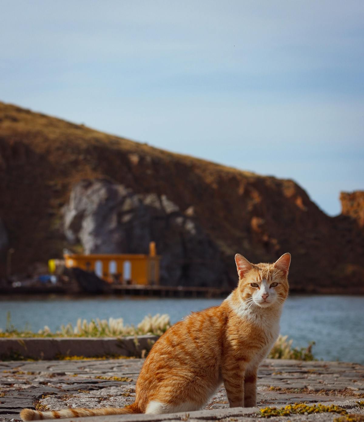 Goofy Cat Photos, Download The BEST Free Goofy Cat Stock Photos & HD Images