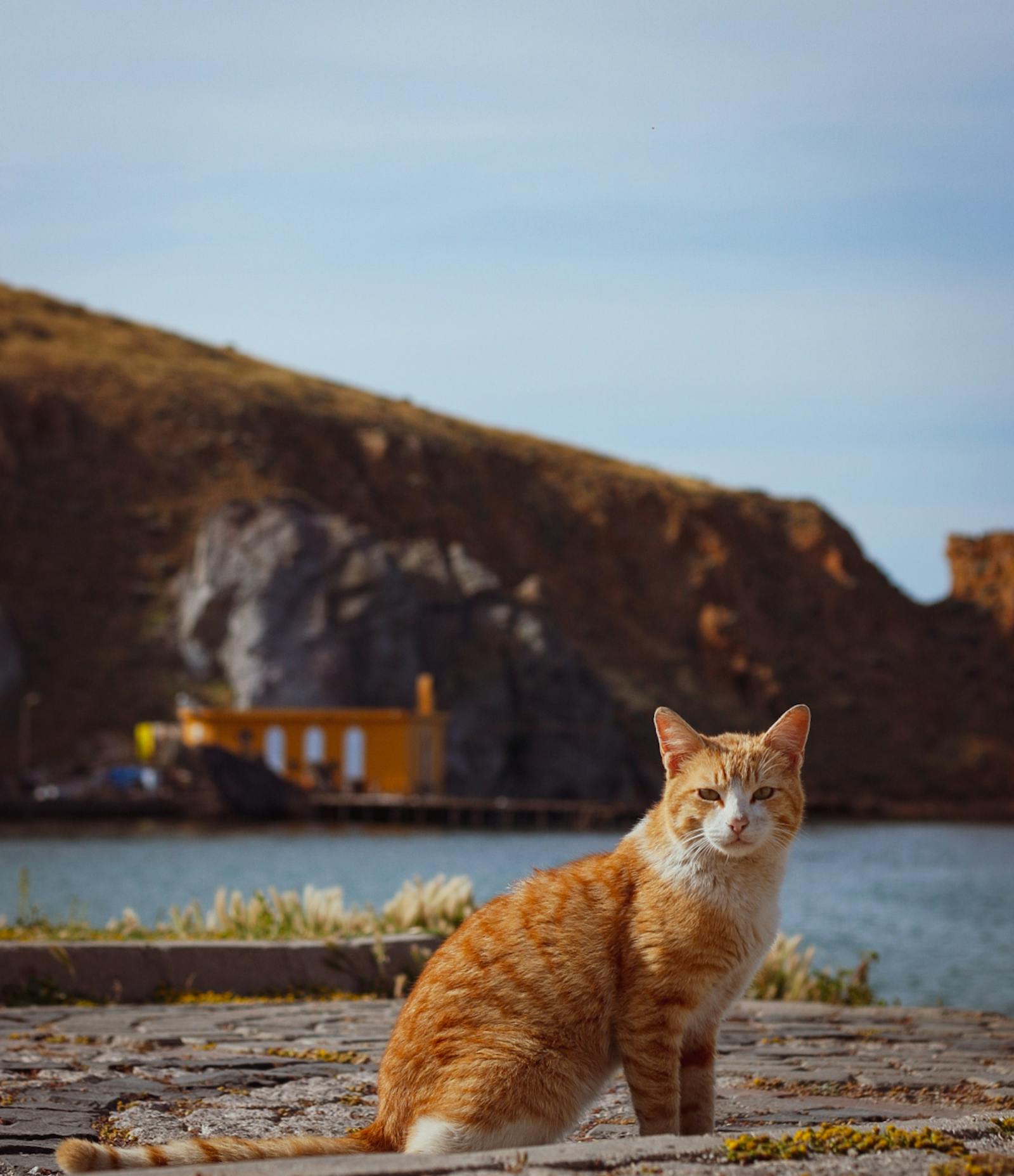 Cat Landscape Photos, Download The BEST Free Cat Landscape Stock Photos ...