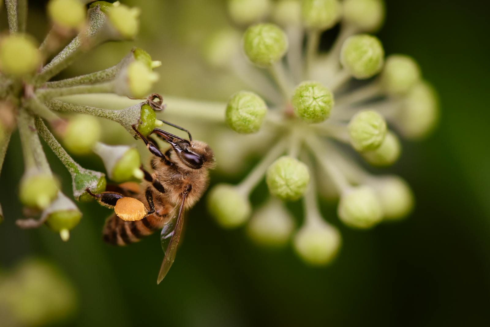 Bee Close Up Photos, Download The BEST Free Bee Close Up Stock Photos ...