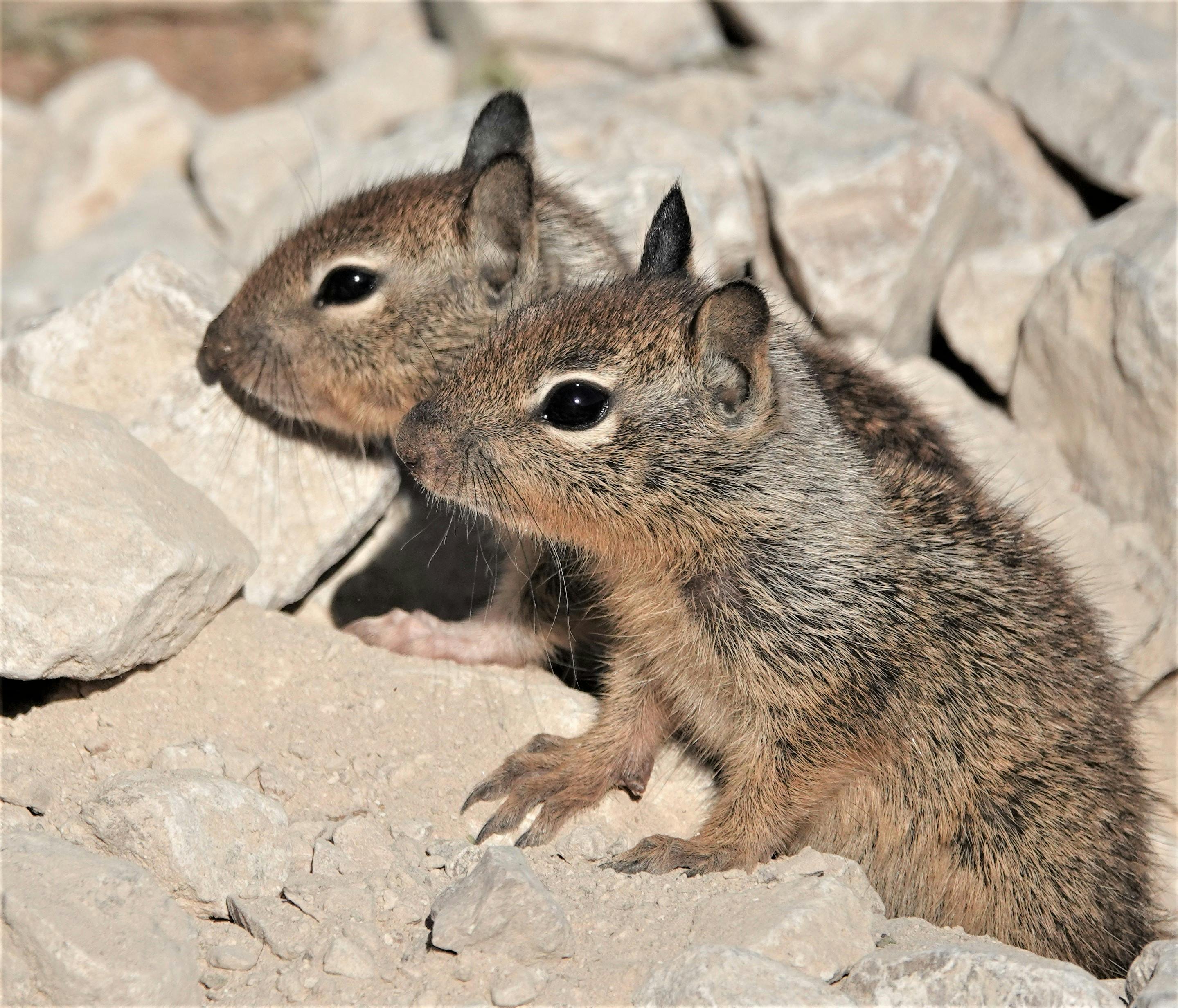 Cute Avatars Photos, Download The BEST Free Cute Avatars Stock Photos ...