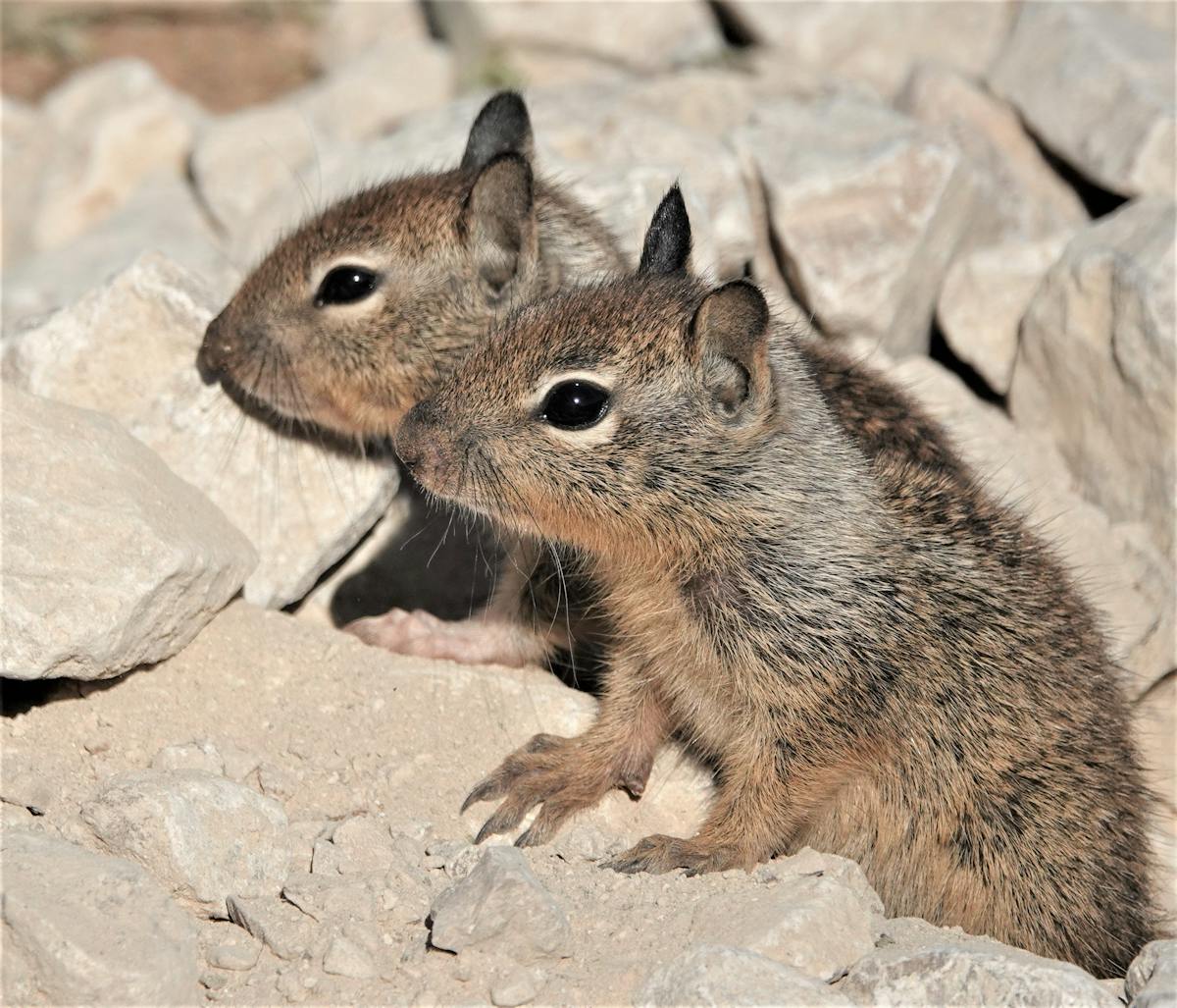 Cute+Emo+Boys Photos, Download The BEST Free Cute+Emo+Boys Stock Photos ...