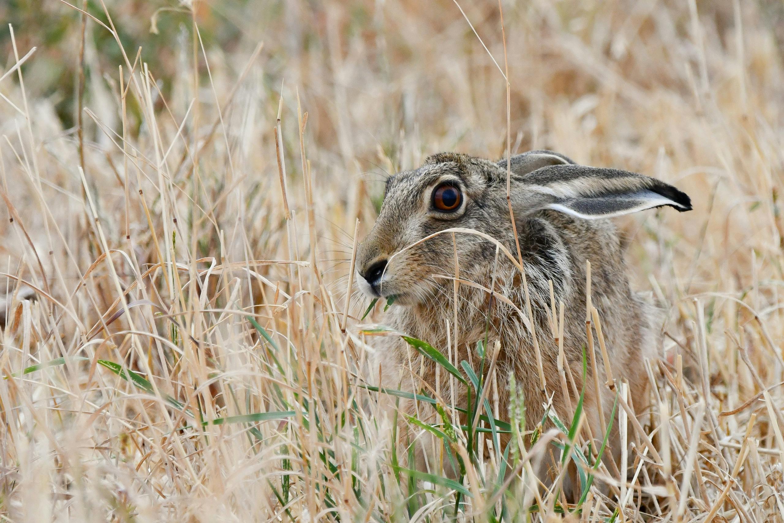 European Hare in Natural Habitat in France · Free Stock Photo