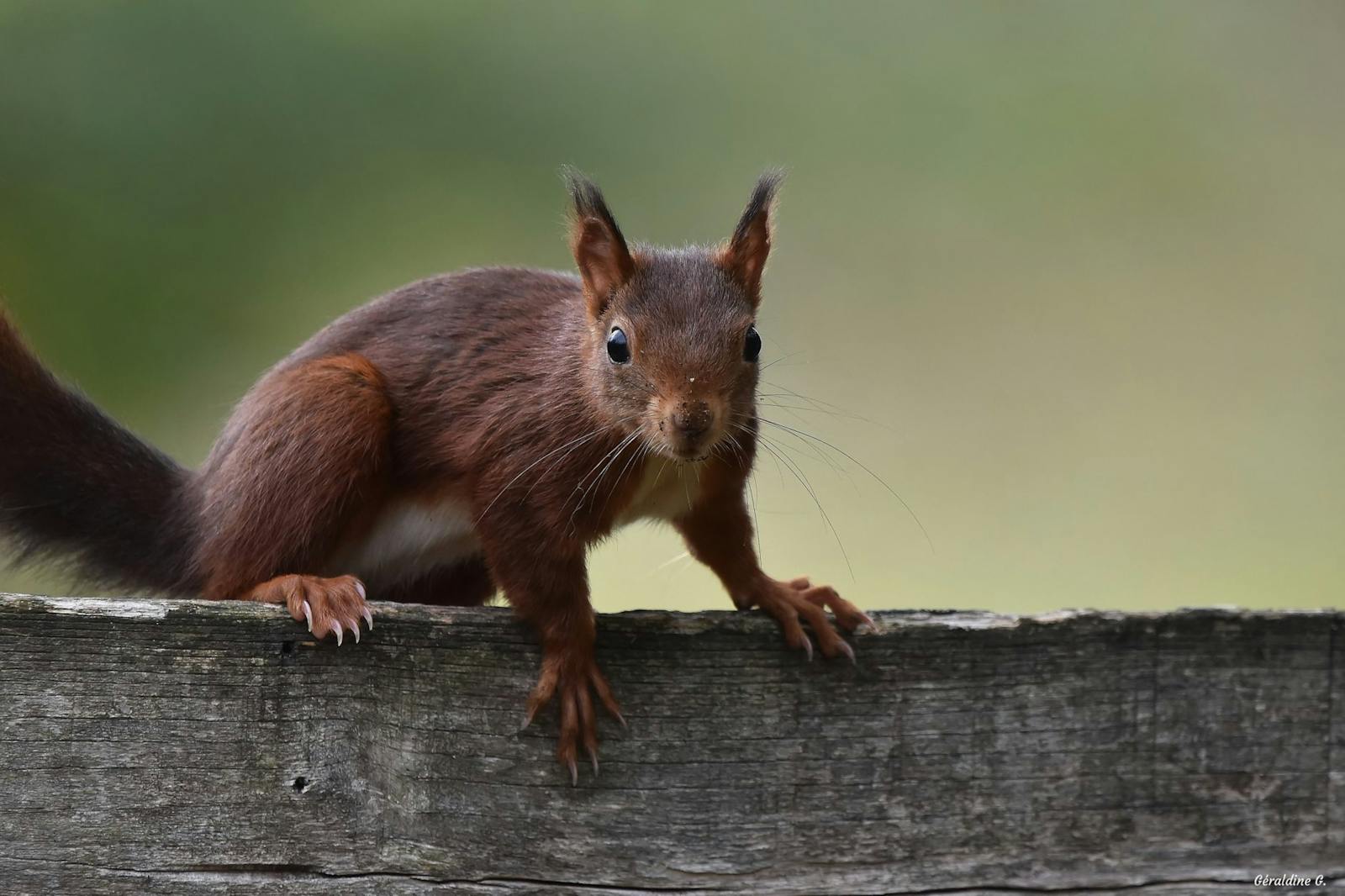Red Squirrel Photos, Download The BEST Free Red Squirrel Stock Photos ...