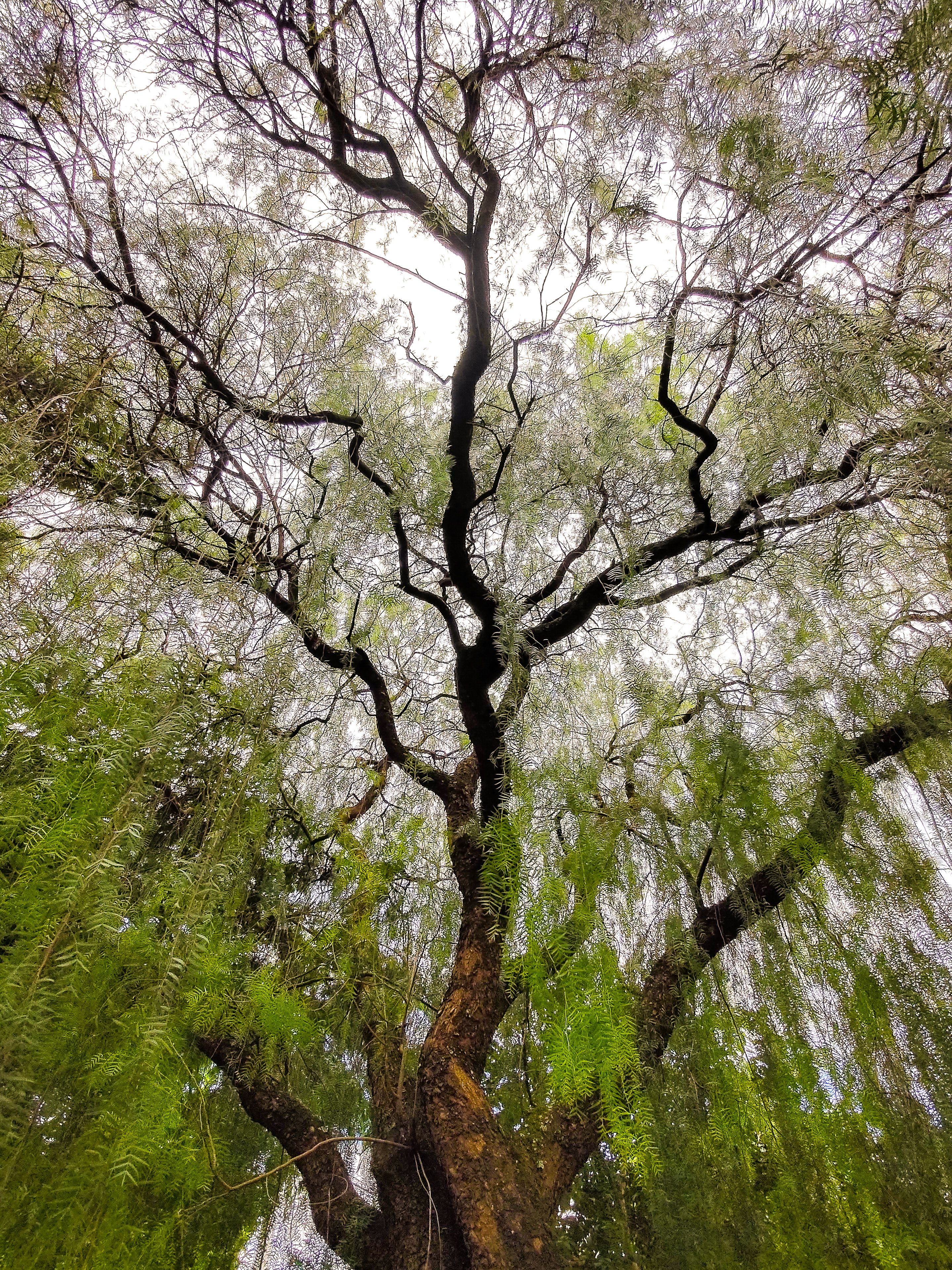 Tall tree with leafy branches · Free Stock Photo