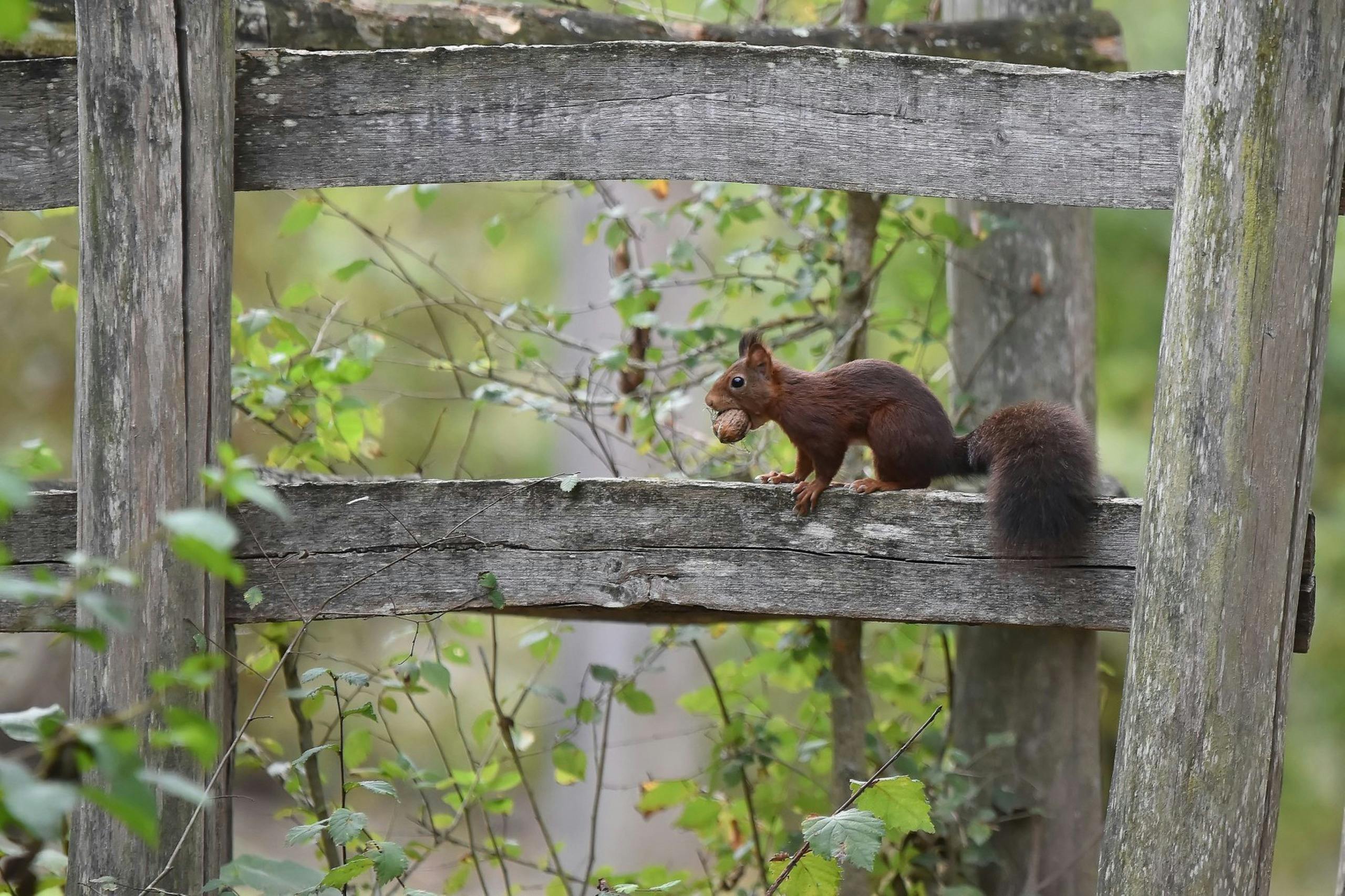 Esquilo Vermelho Em Cerca De Madeira Na Floresta De Outono · Foto ...