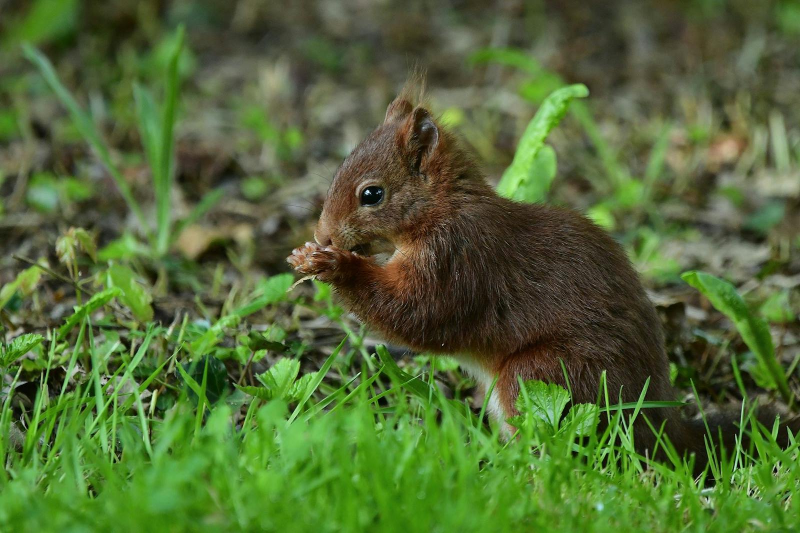 Red Squirrel Photos, Download The BEST Free Red Squirrel Stock Photos ...