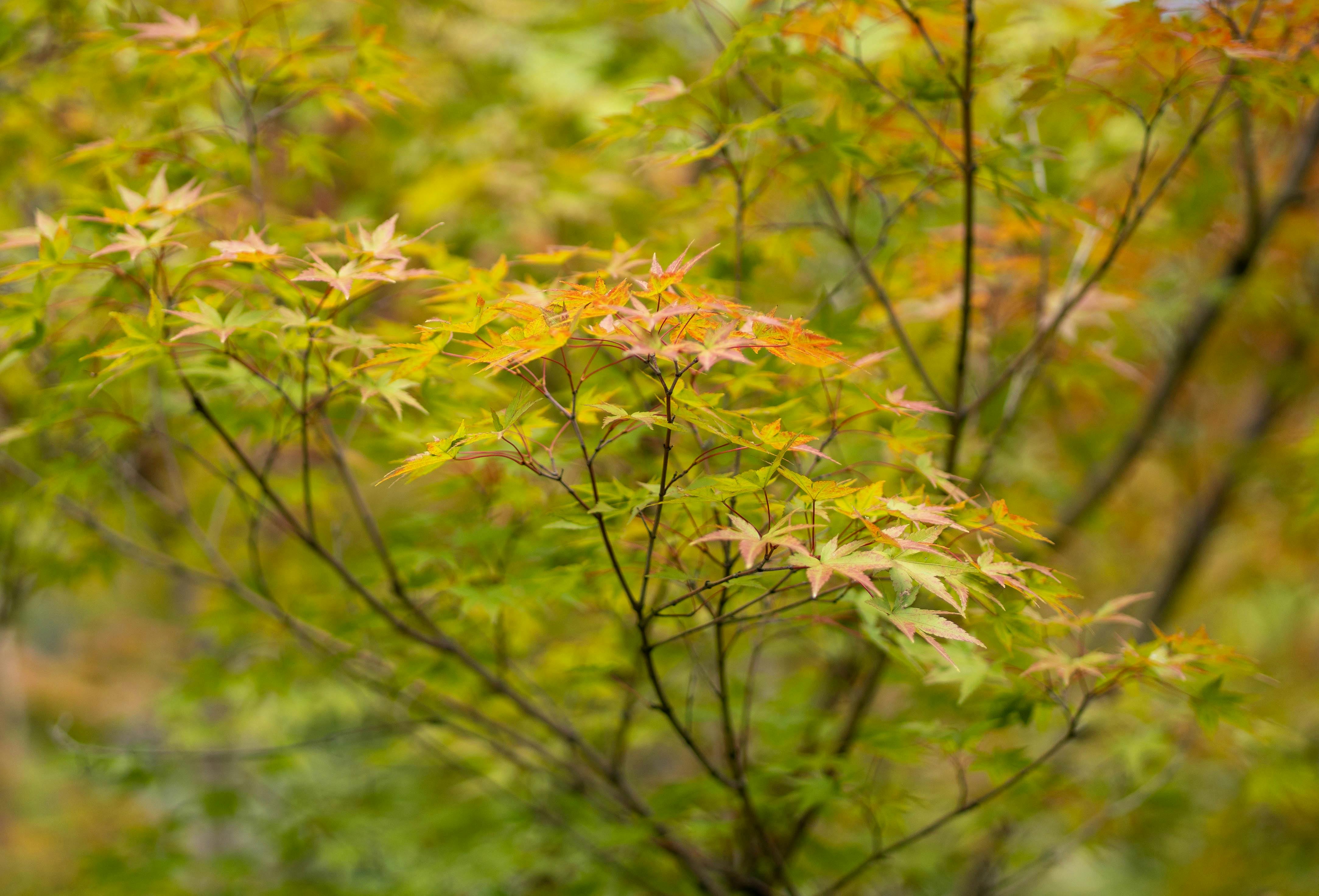 Fall Autumn Leaves Photos, Download The BEST Free Fall Autumn Leaves ...