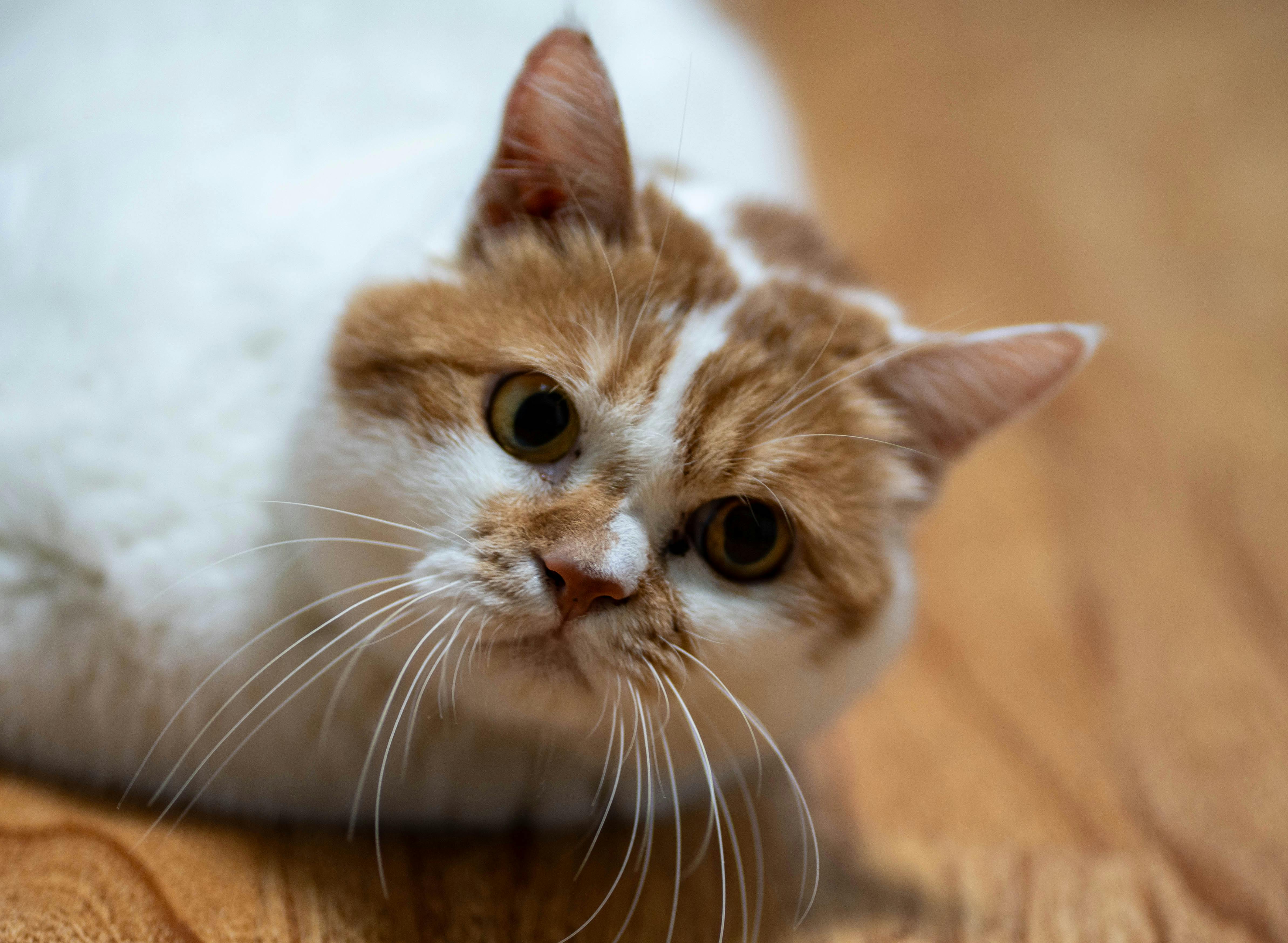 Cute Cat Dp Photos, Download The BEST Free Cute Cat Dp Stock Photos ...