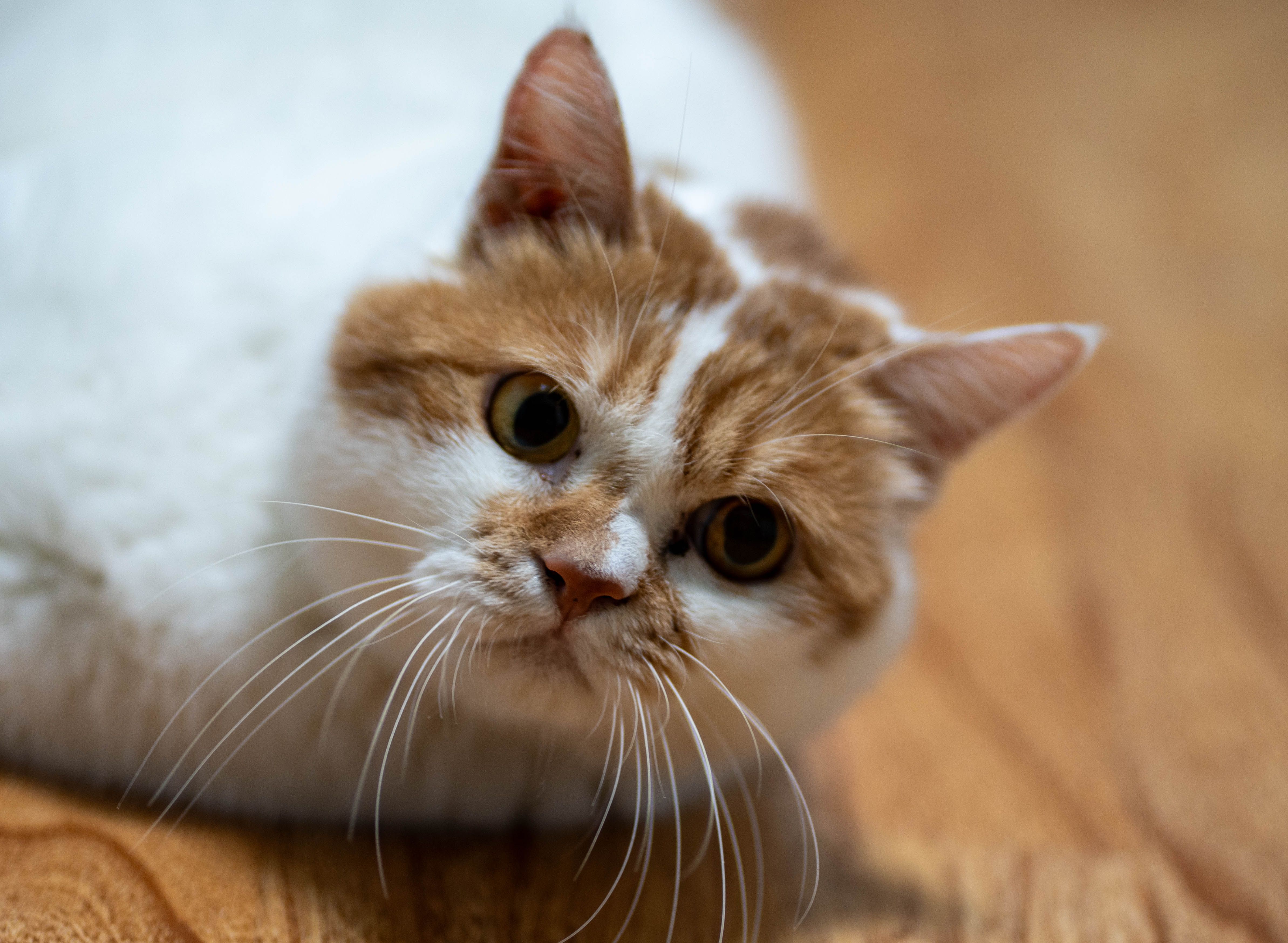 Adorable Close-Up of a Curious Domestic Cat · Free Stock Photo