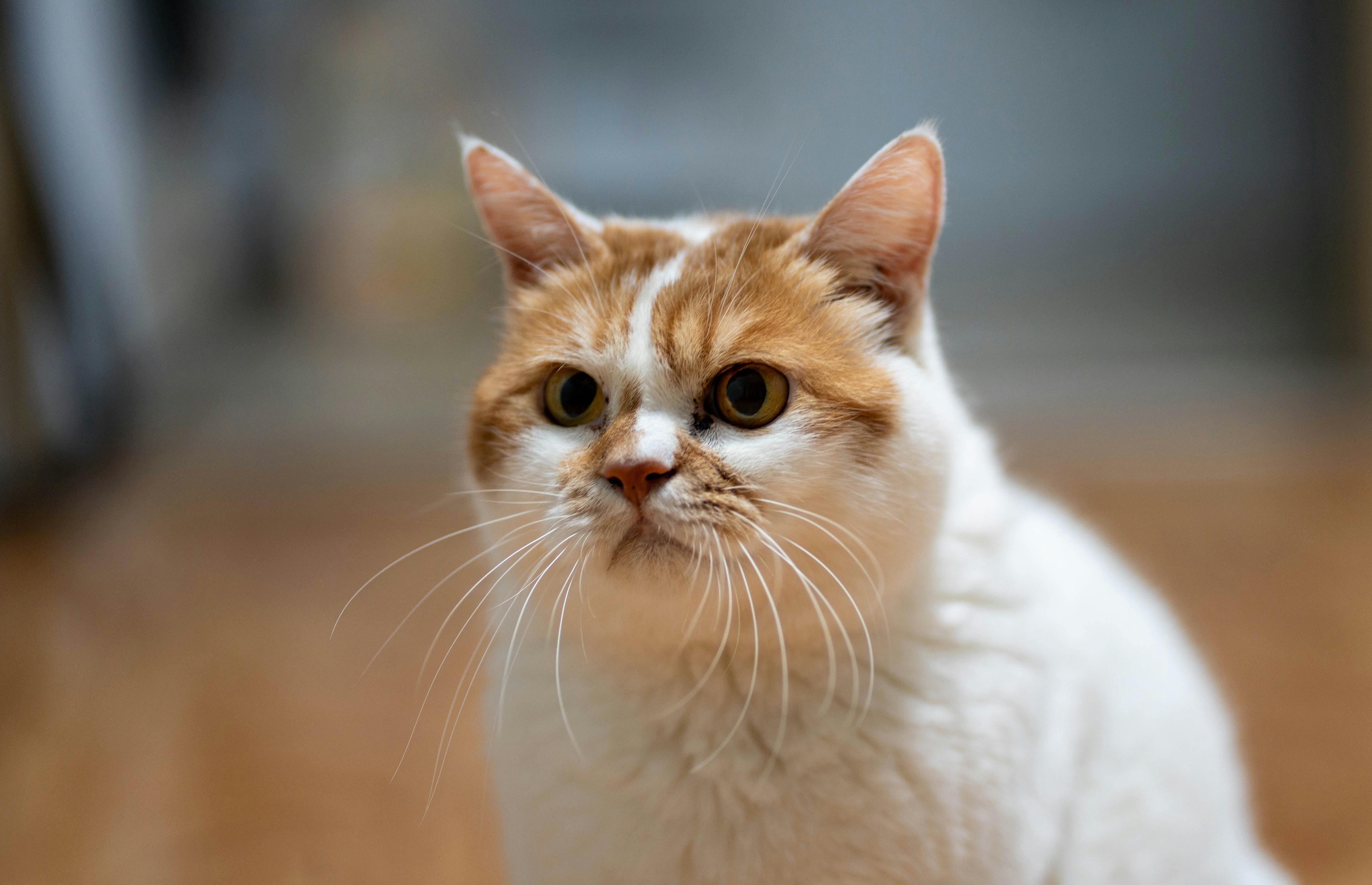 Candid+Short+Shorts Photos, Download The BEST Free Candid+Short+Shorts ...