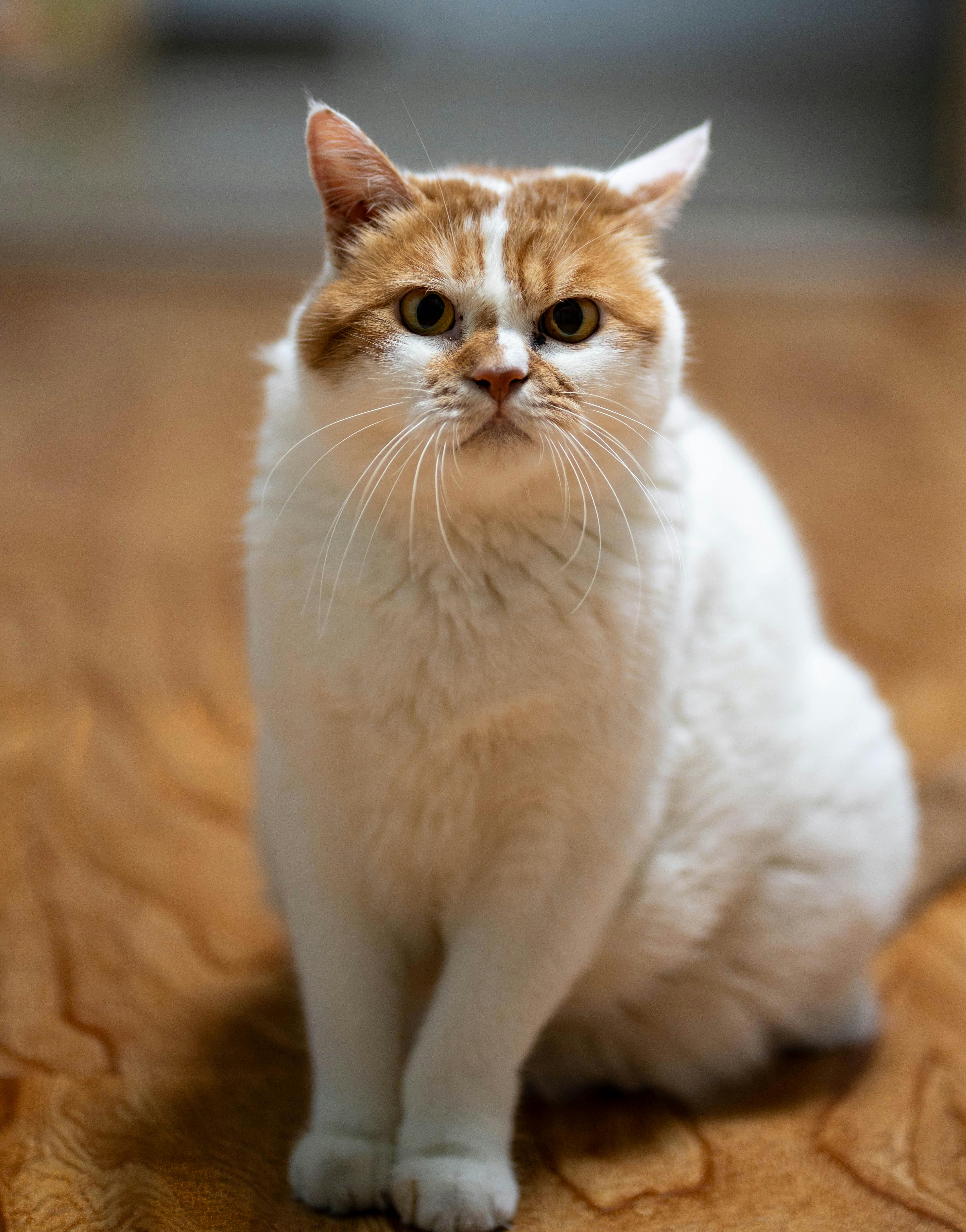 Candid+Short+Shorts Photos, Download The BEST Free Candid+Short+Shorts ...