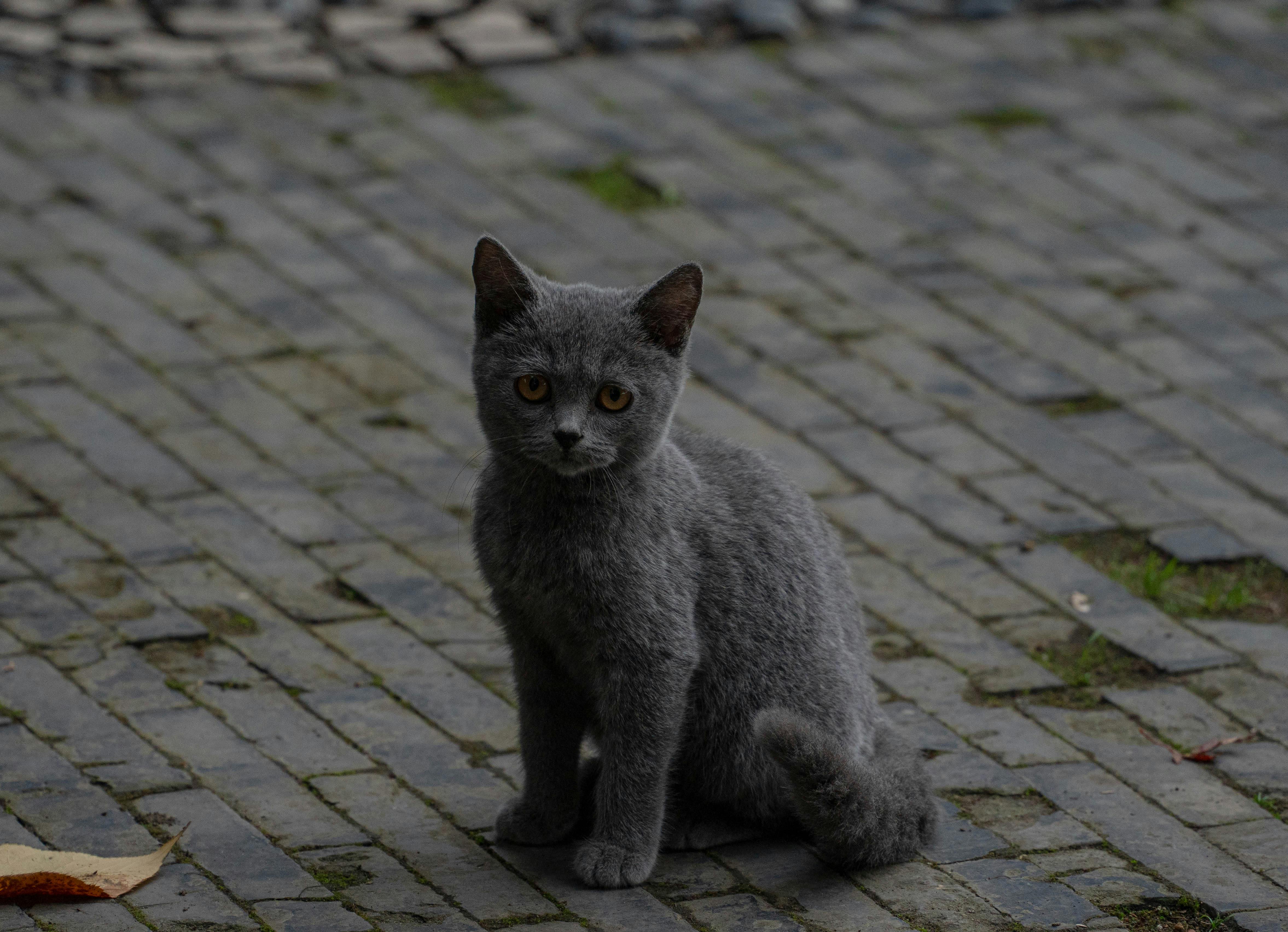 Cute+Kitten+Pfp Photos, Download The BEST Free Cute+Kitten+Pfp Stock ...