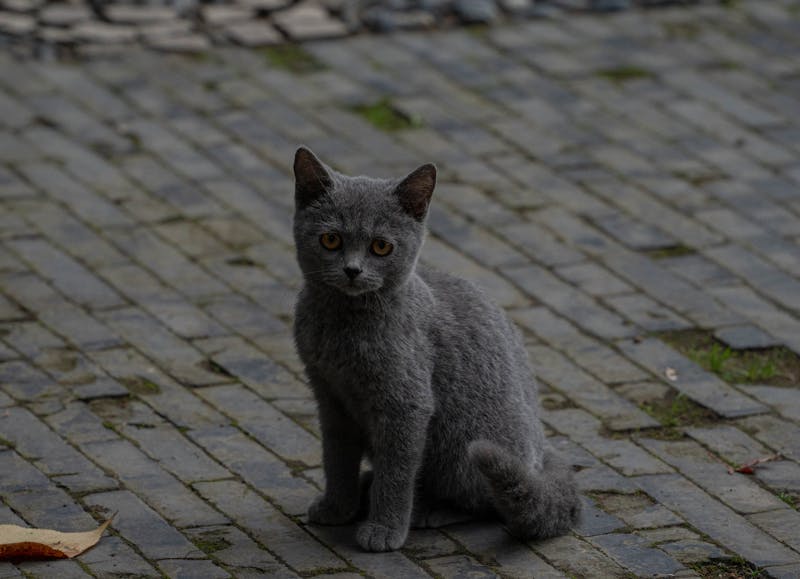 Cute+Imx+Girls Photos, Download The BEST Free Cute+Imx+Girls Stock ...