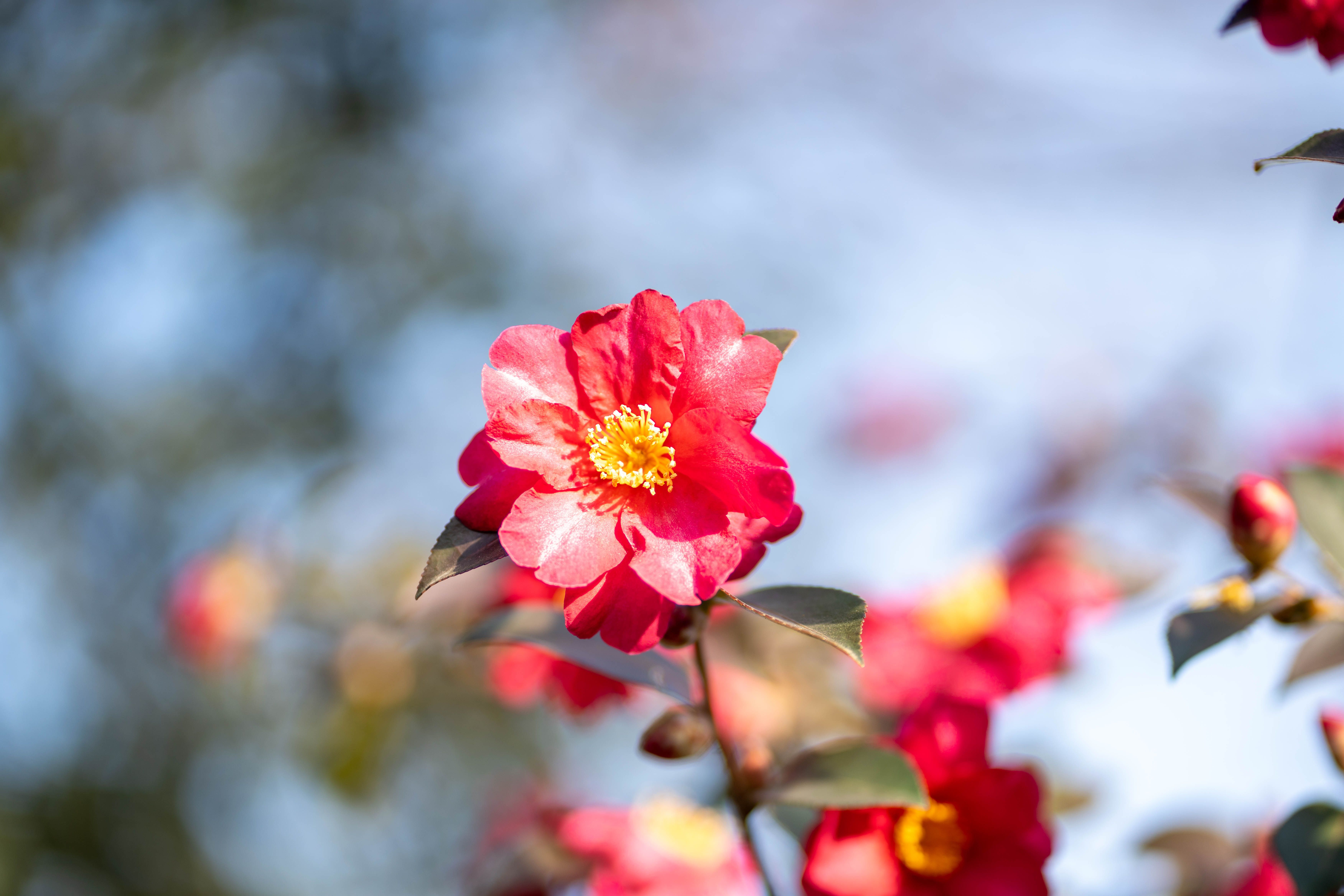 Delilah Flower Photos, Download The BEST Free Delilah Flower Stock ...