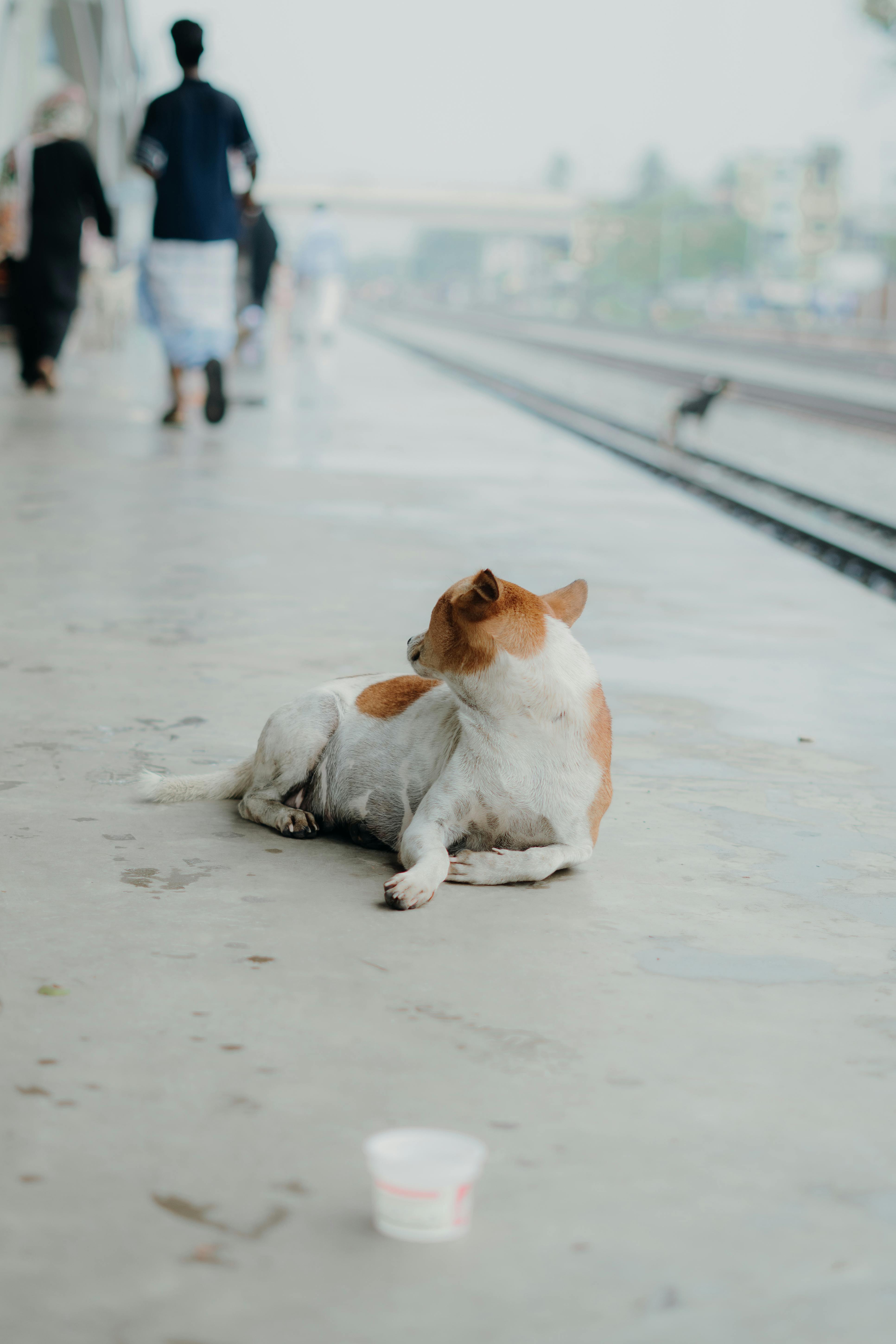 Dogs And Labor Day Photos, Download The BEST Free Dogs And Labor Day ...