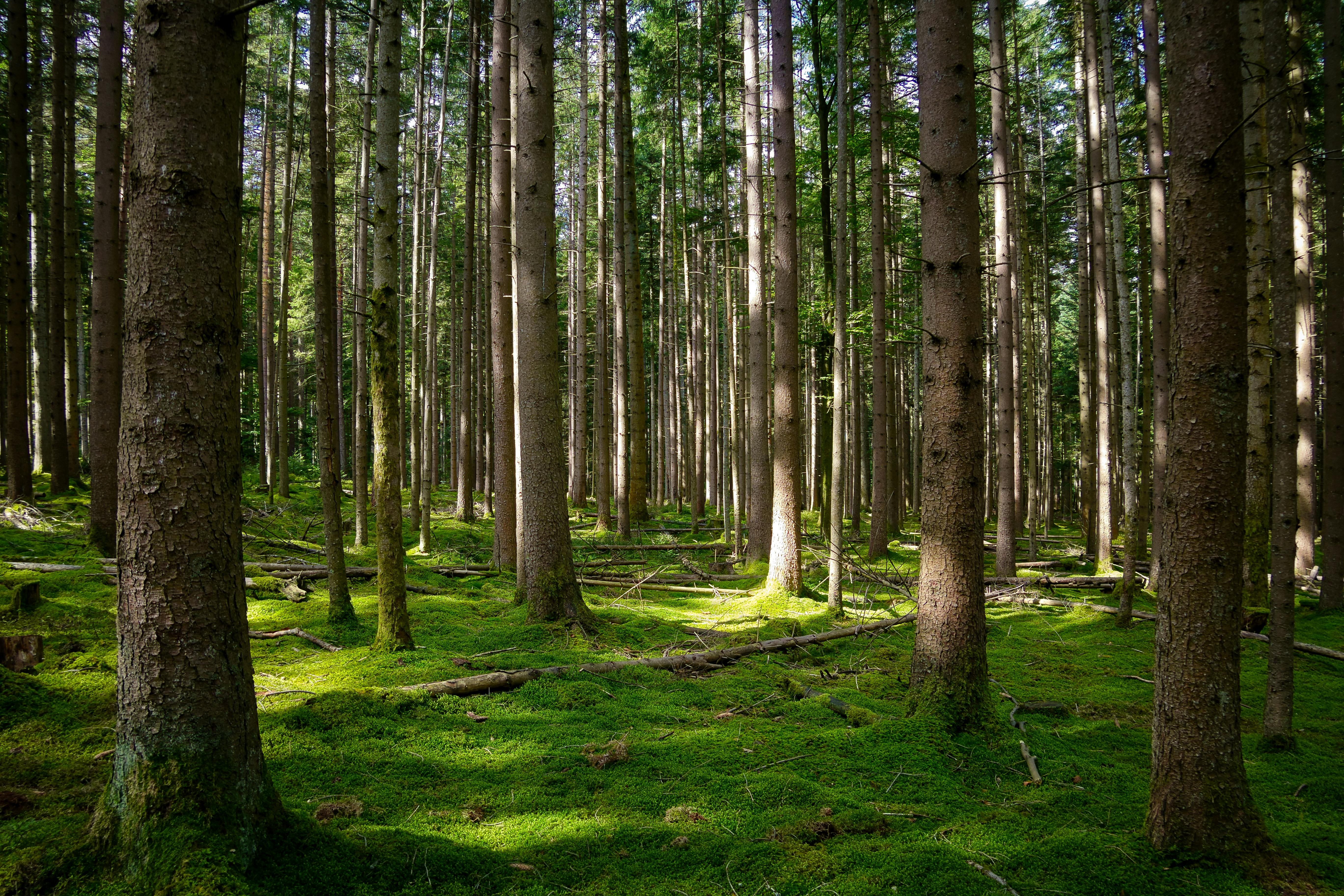 Beautiful Trees Photos, Download The BEST Free Beautiful Trees Stock ...