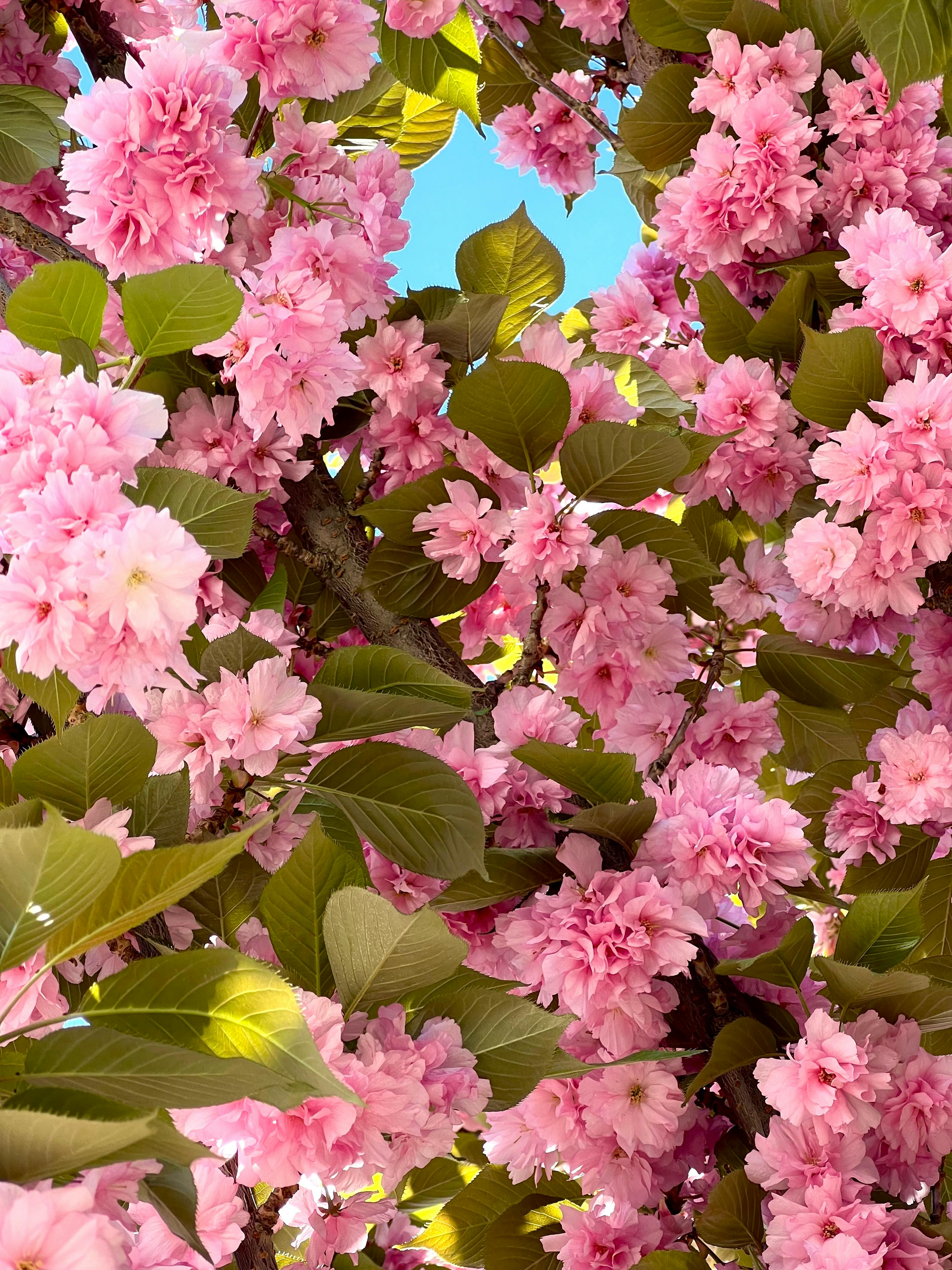 Spring. Photos, Download The BEST Free Spring. Stock Photos & HD Images