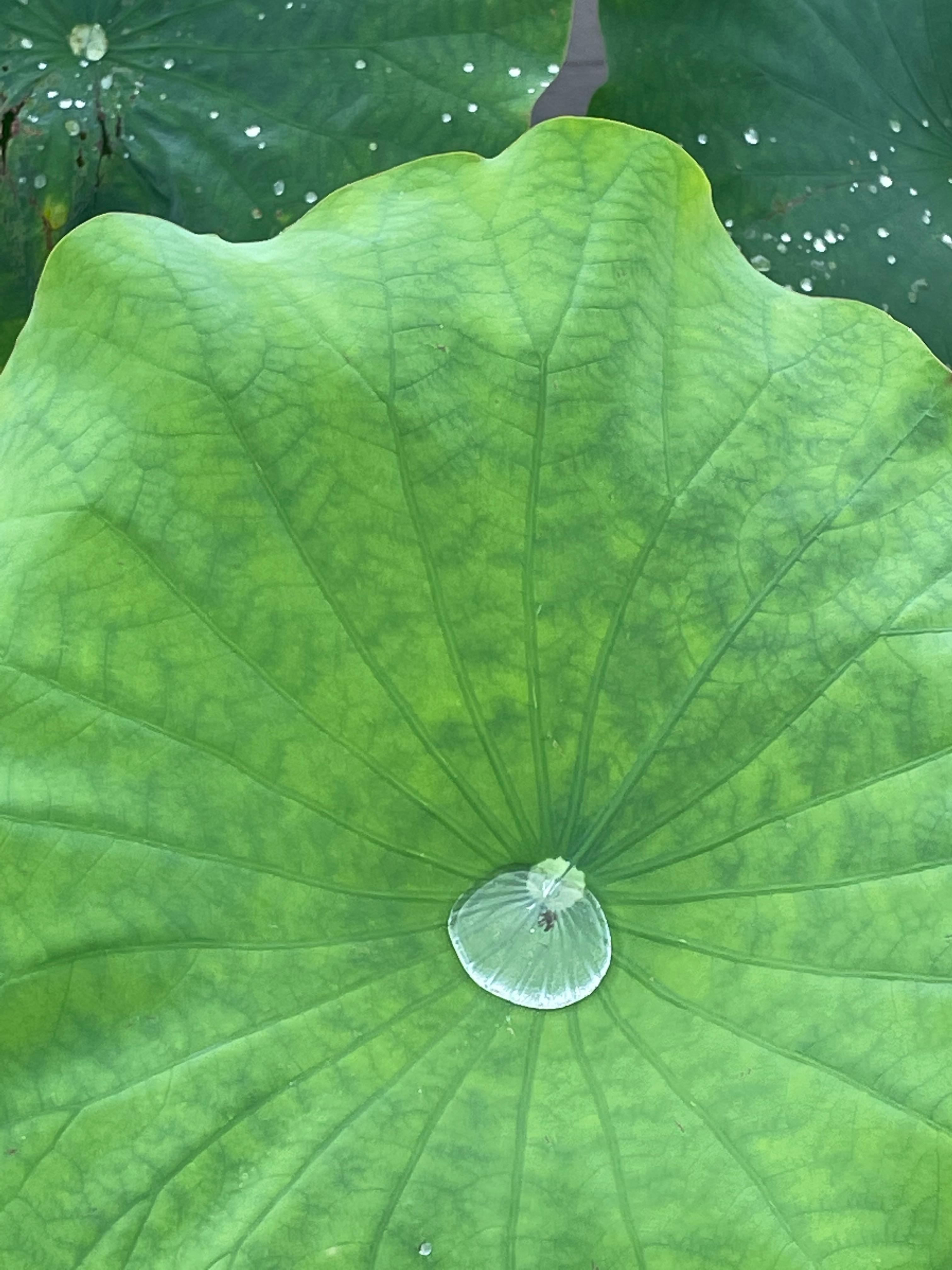 Fluted+Glass+Texture Photos, Download The BEST Free Fluted+Glass ...