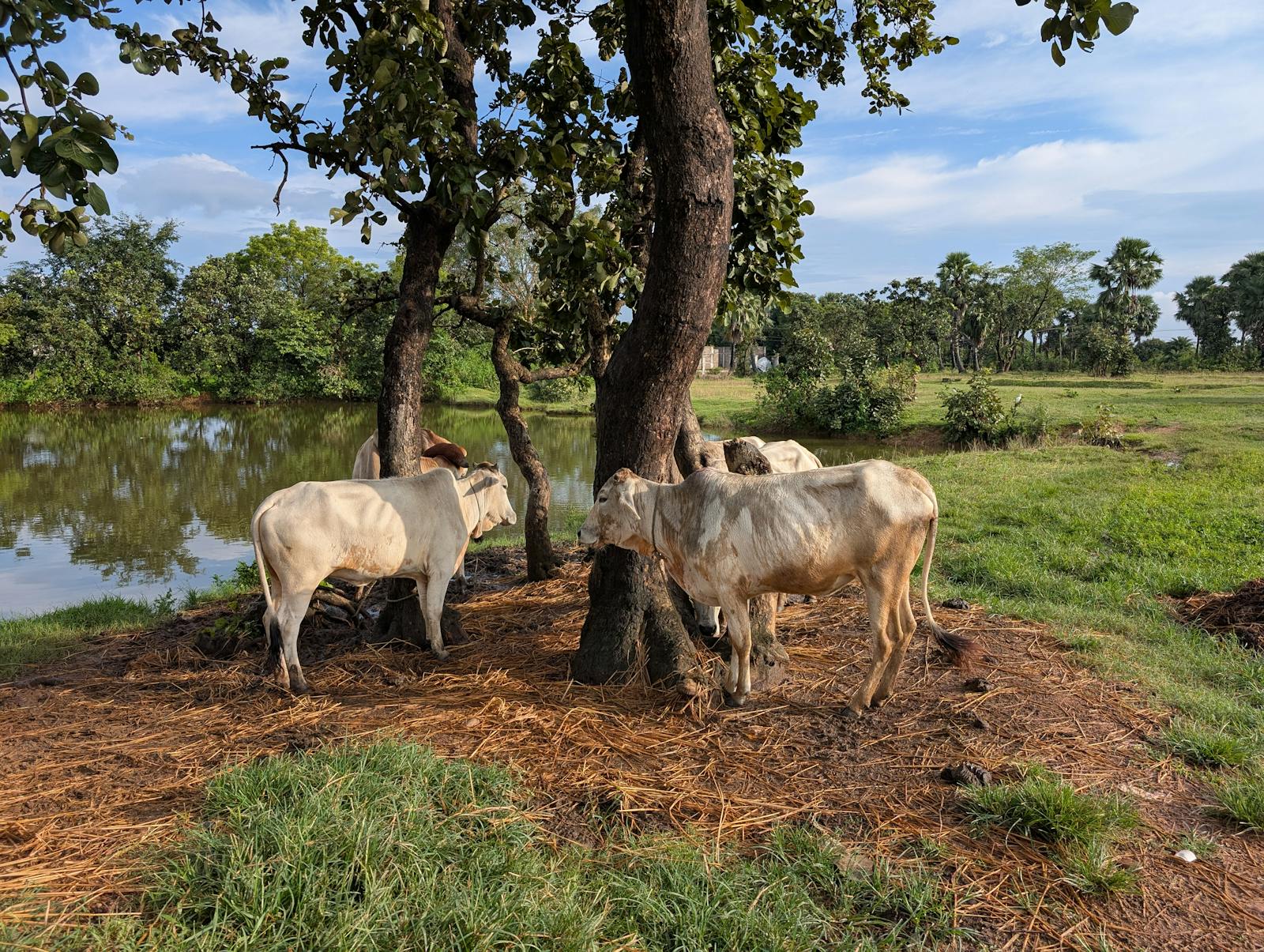 Nature High Resolution Photos, Download The BEST Free Nature High ...