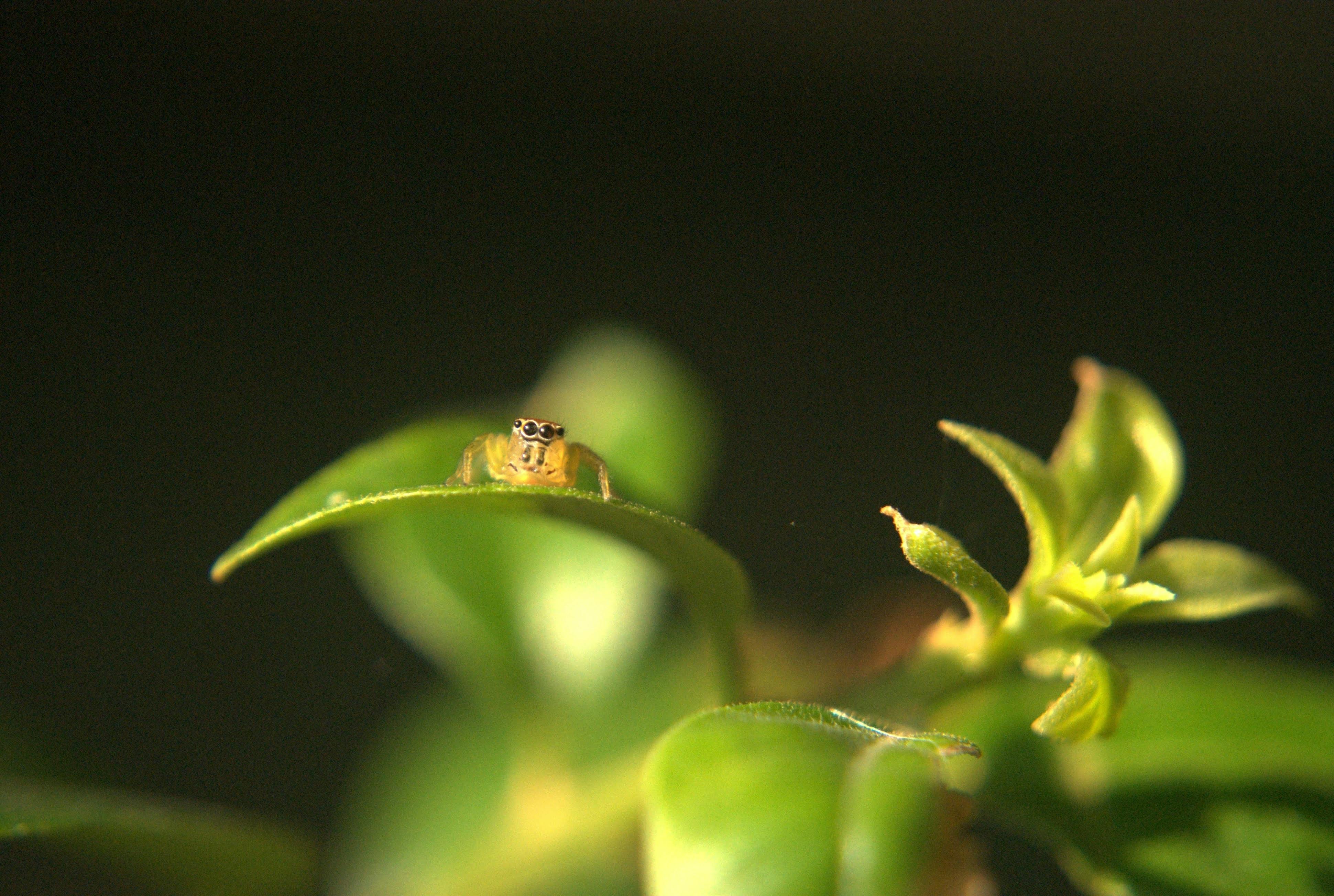 Macro of Jumping Spider on Leaf in West Java · Free Stock Photo