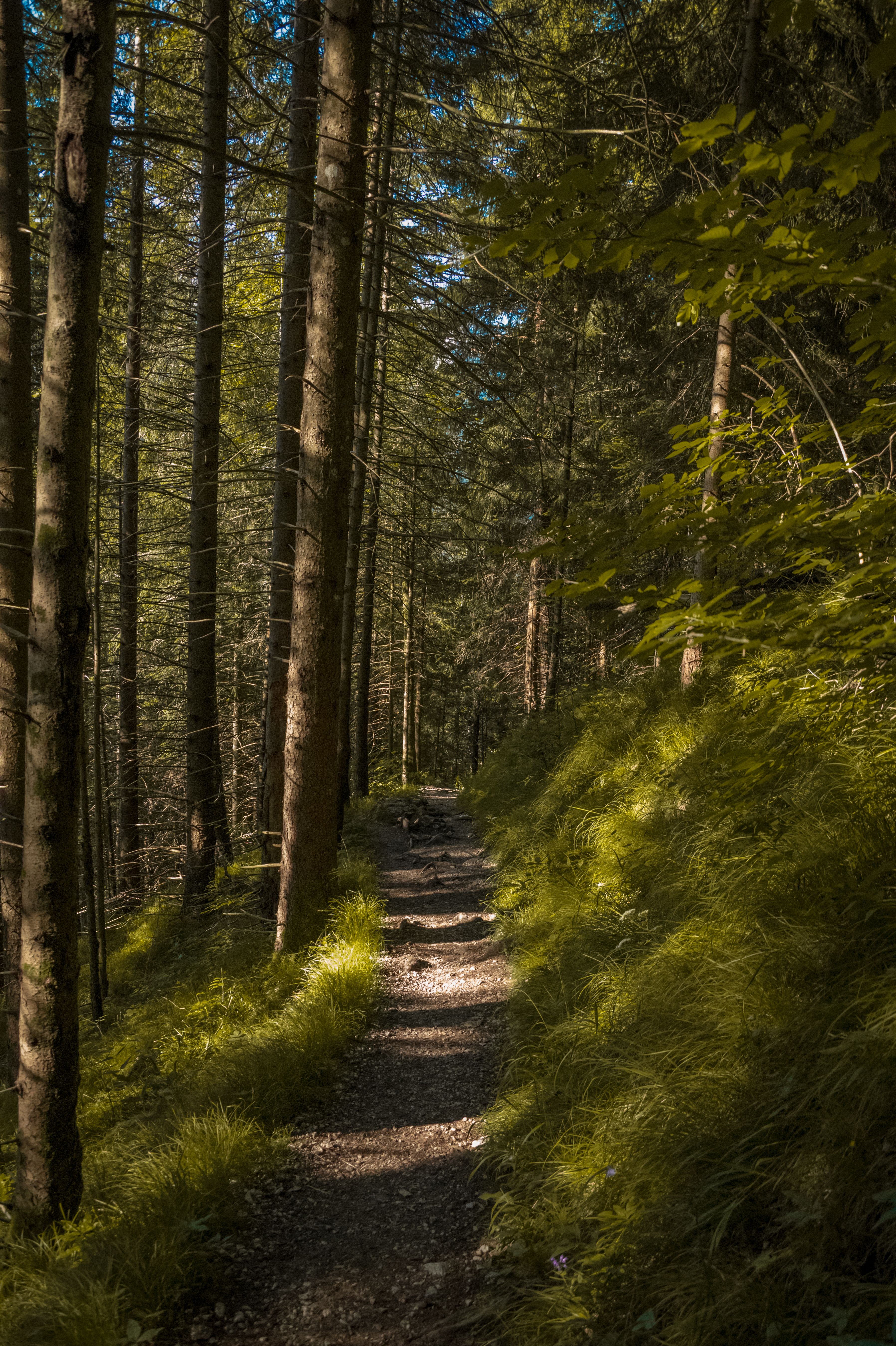 Nature Walk Photos, Download The BEST Free Nature Walk Stock Photos ...
