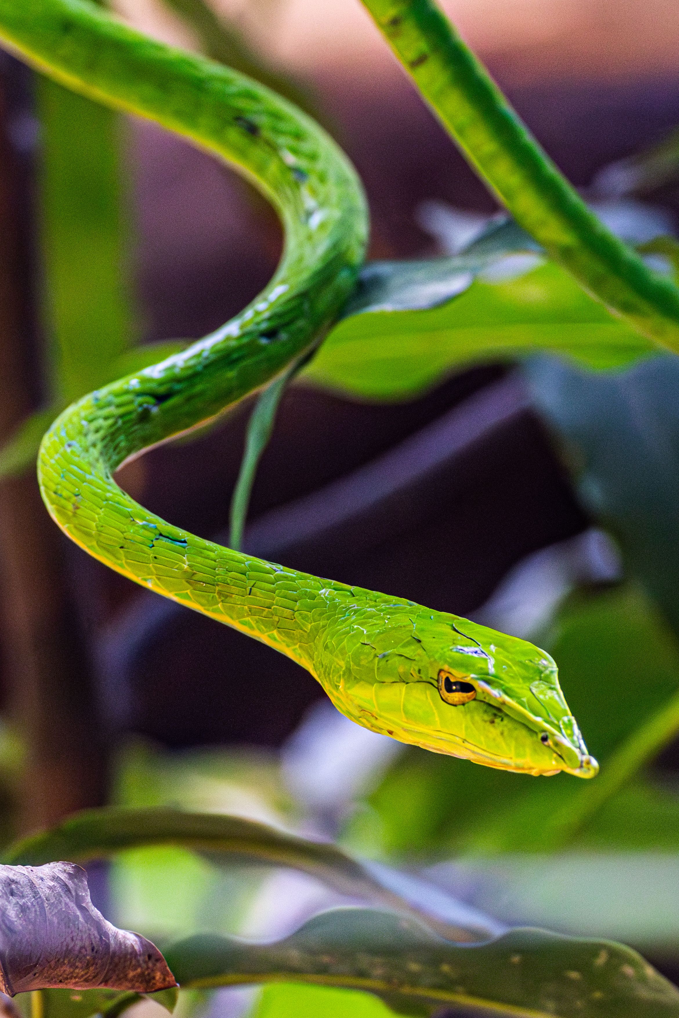 Vibrant Green Vine Snake in Natural Habitat · Free Stock Photo