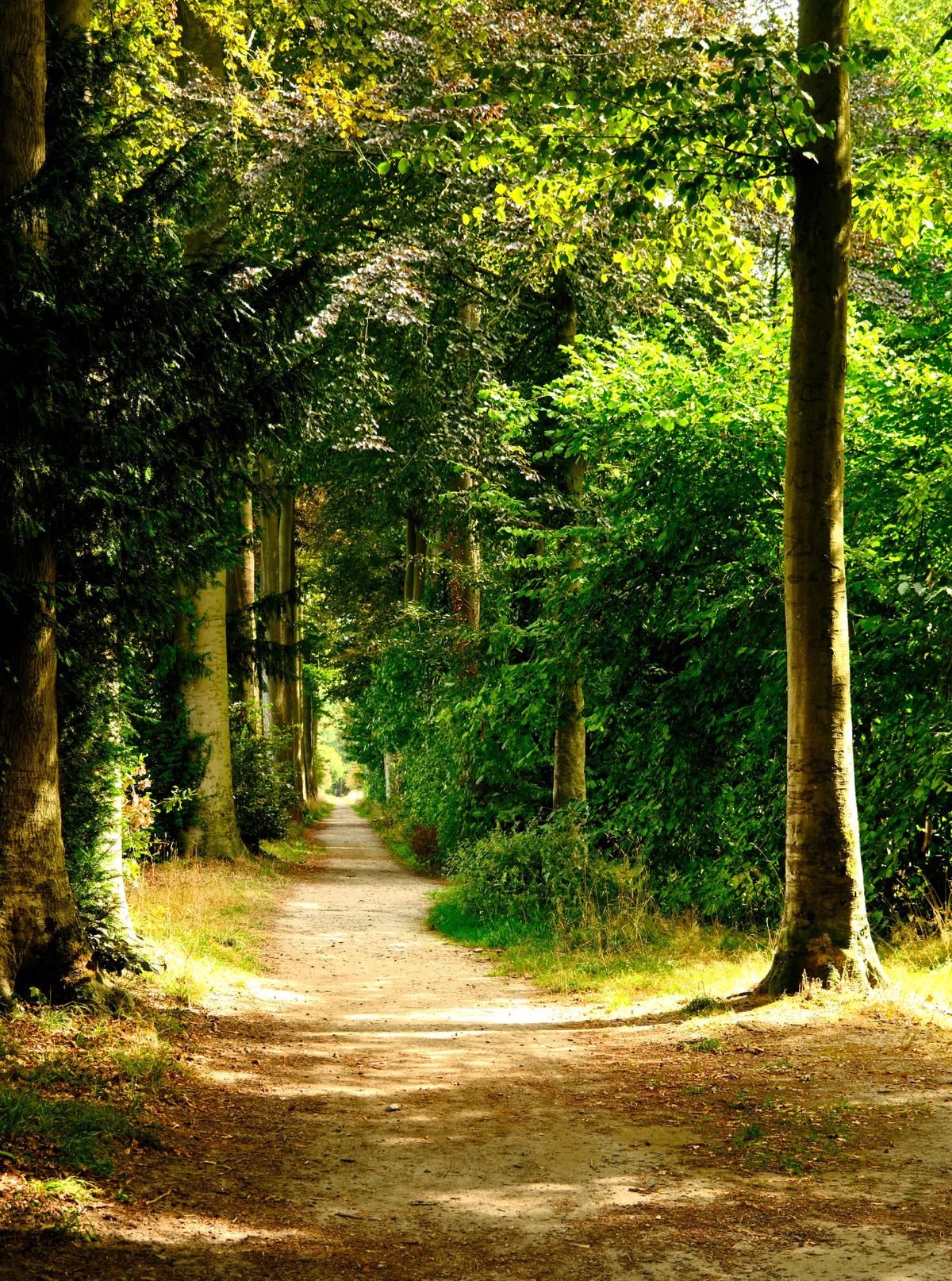 Beautiful Forest Photos, Download The BEST Free Beautiful Forest Stock ...