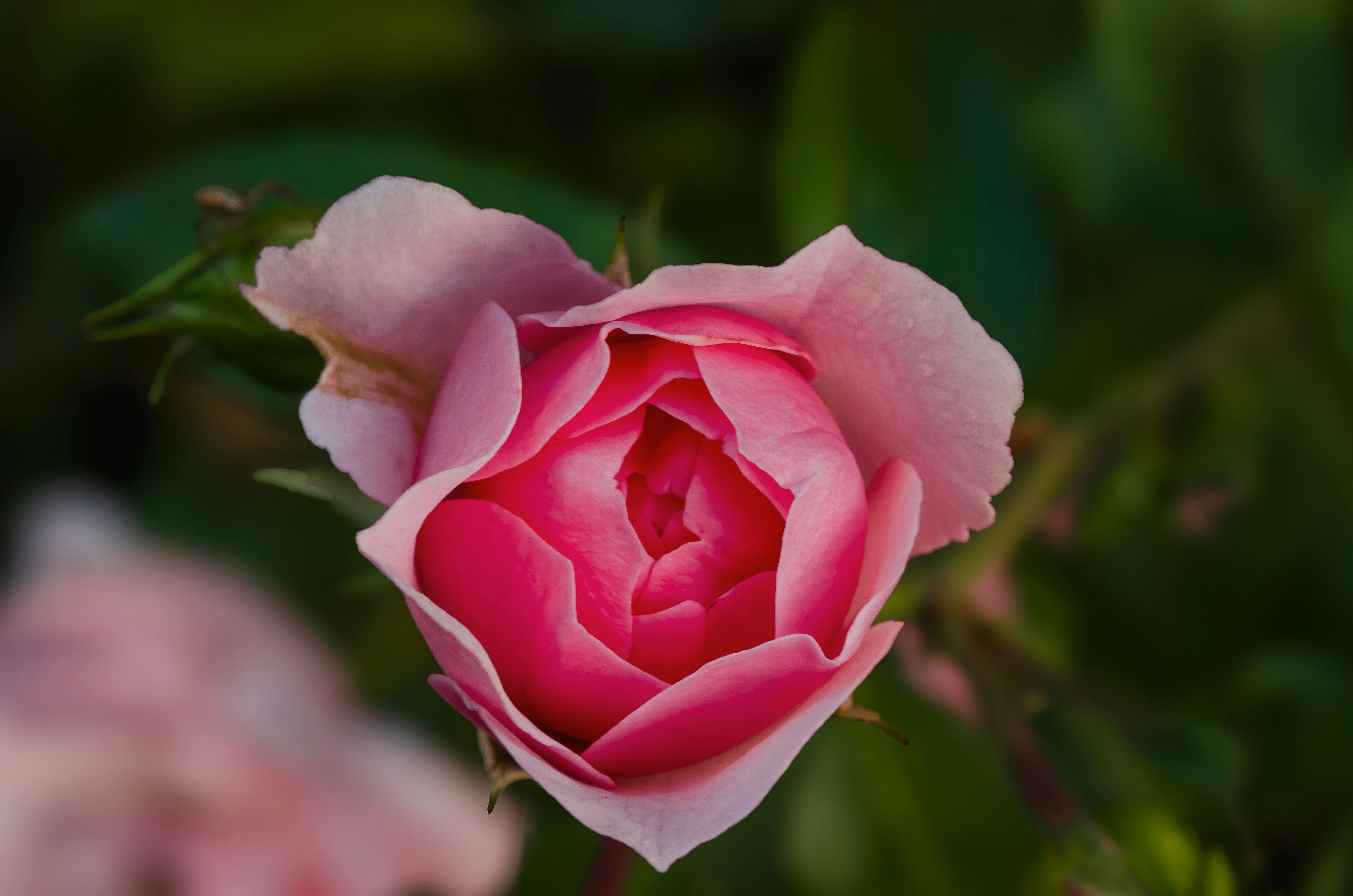 Nisarg+Chitra+Photo Photos, Download The BEST Free Nisarg+Chitra+Photo ...