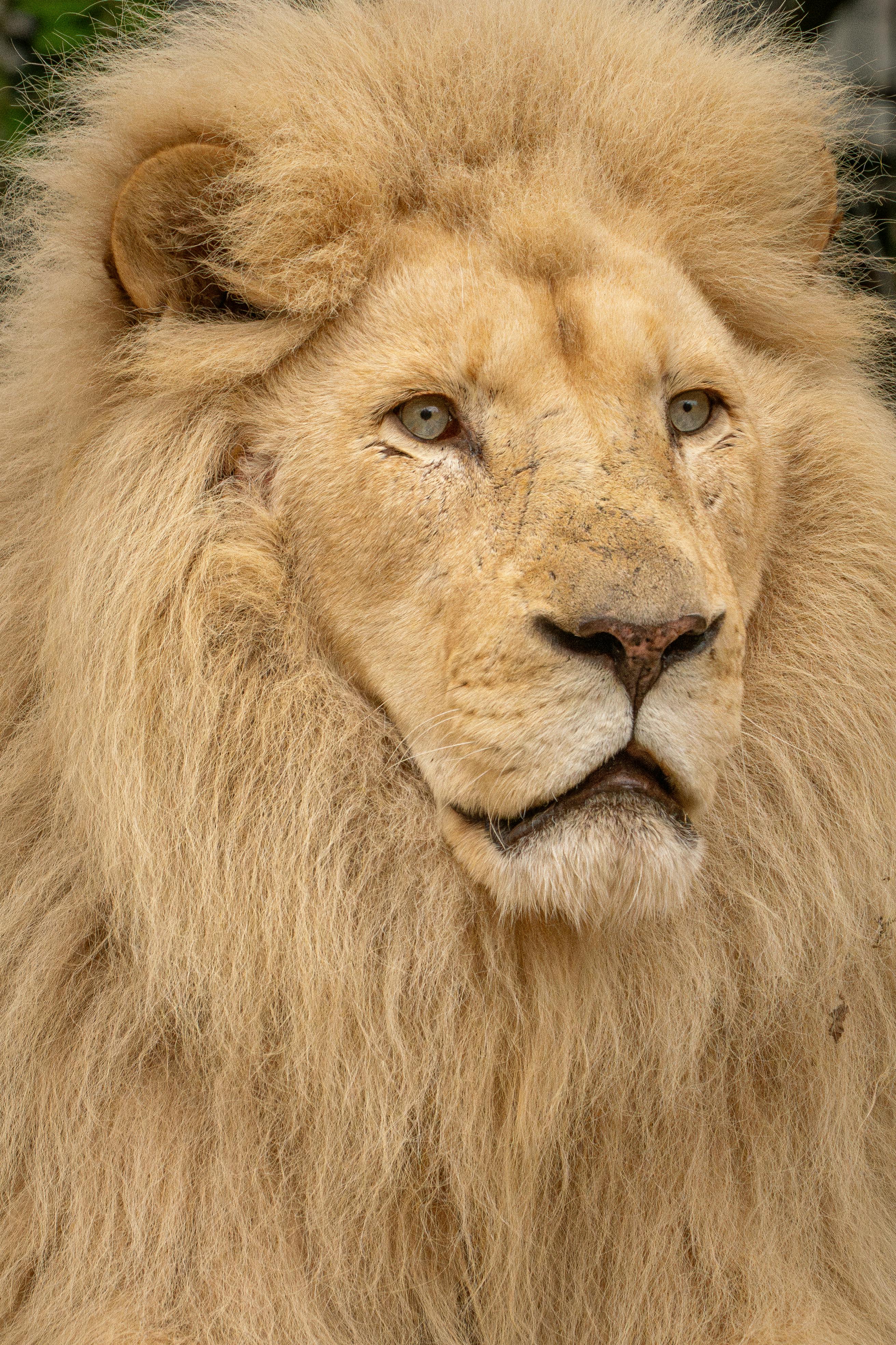 Leo Messi Photos Photos, Download The BEST Free Leo Messi Photos Stock ...