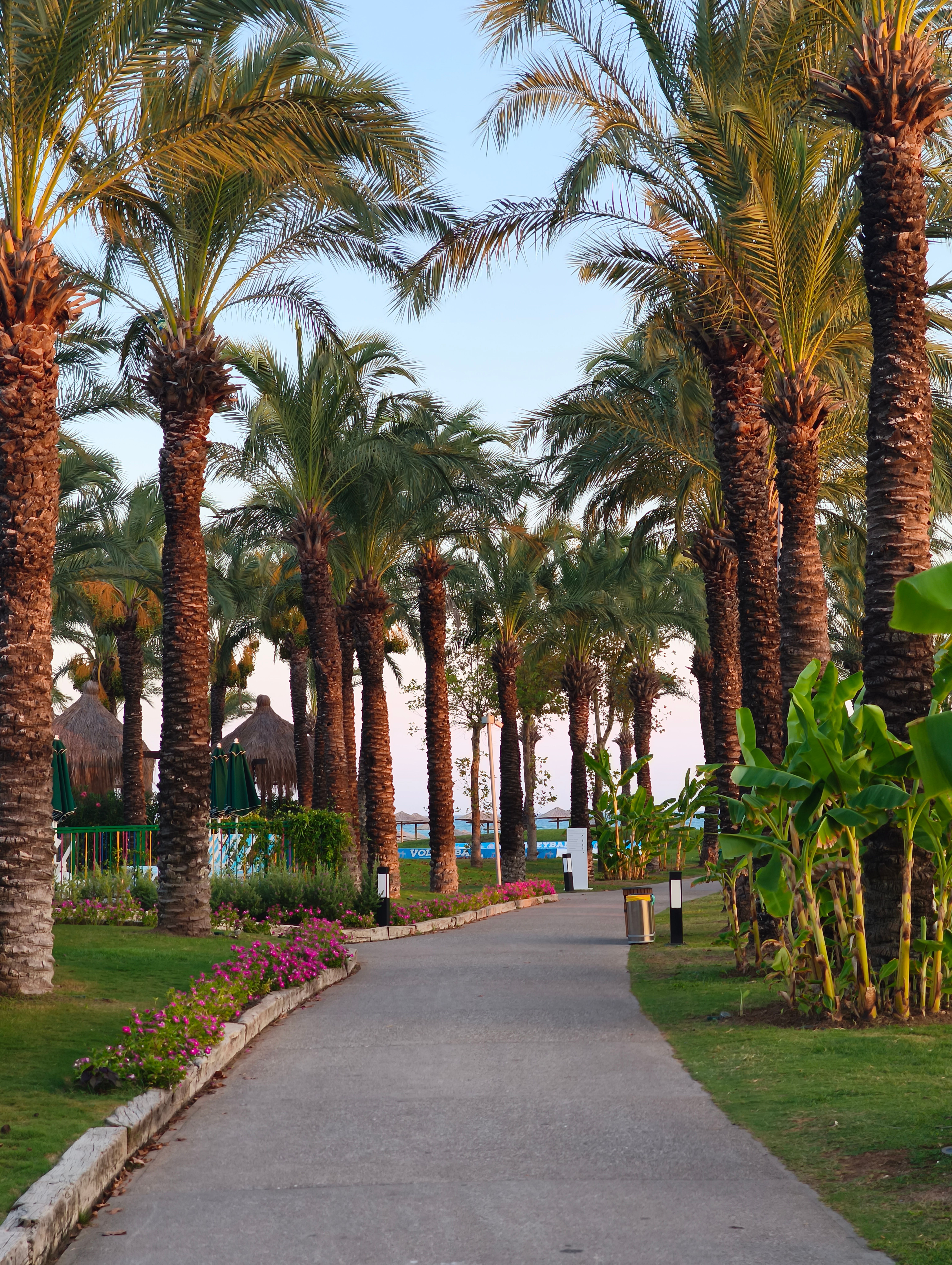 Scenic Tropical Pathway Lined with Palm Trees · Free Stock Photo