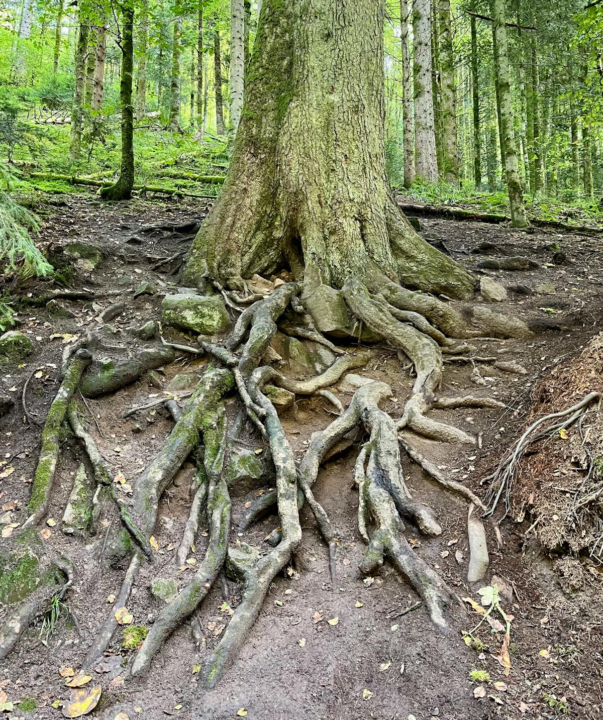 Tree Roots Photos, Download The BEST Free Tree Roots Stock Photos & HD ...