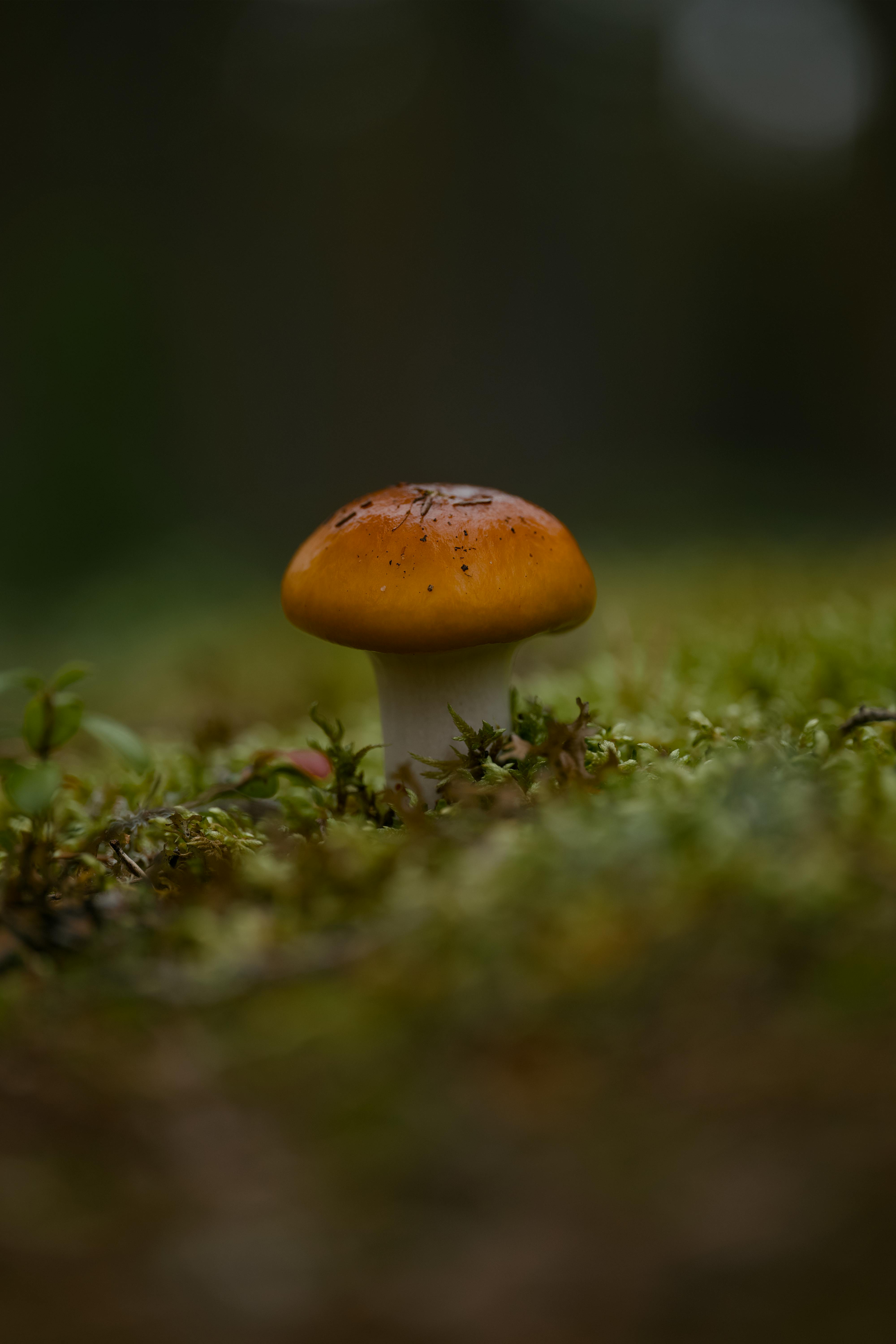 Testimony Background Photos, Download The BEST Free Testimony ...