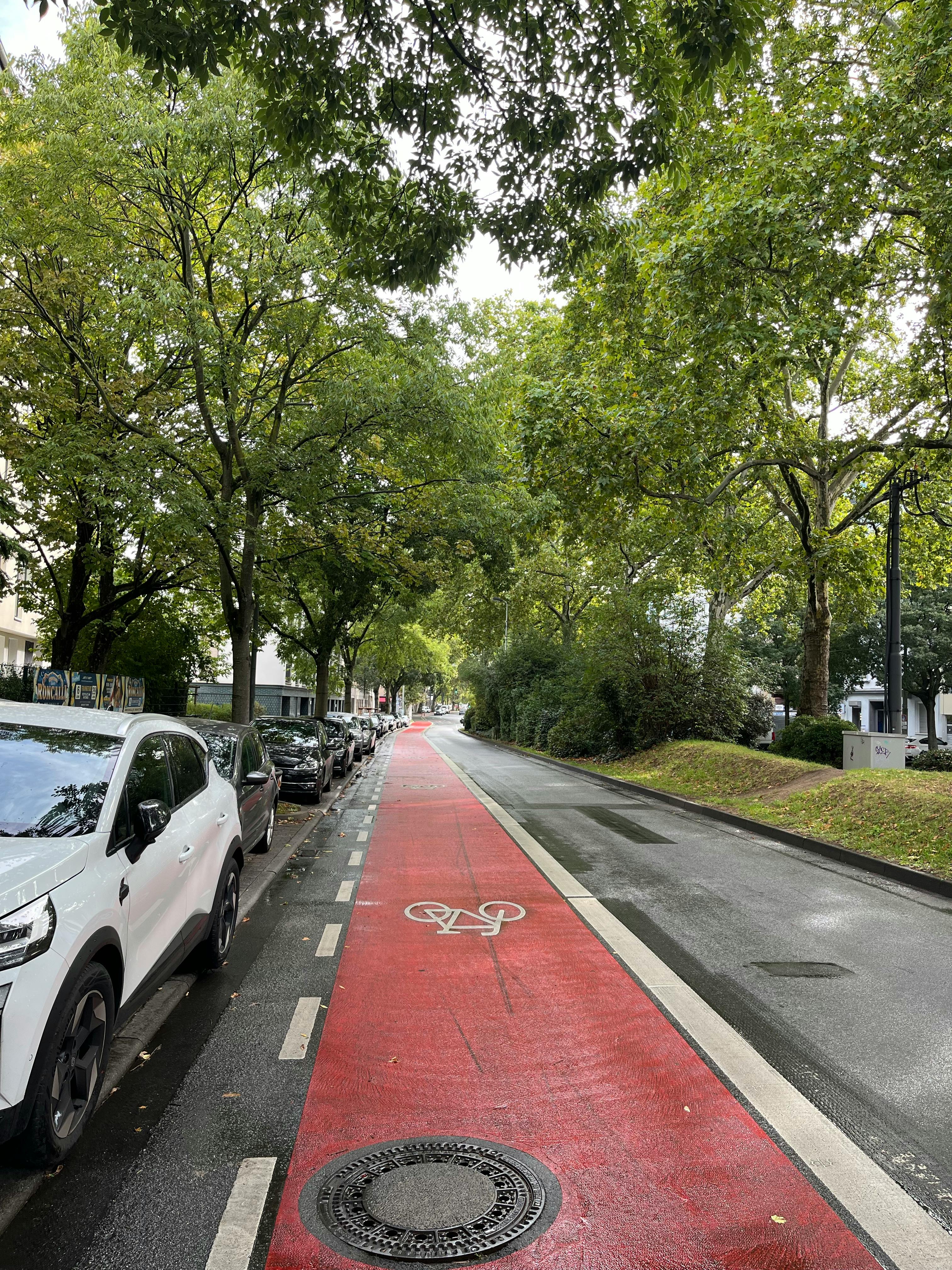 Urban Street with Bicycle Lane in Tree-Lined Avenue · Free Stock Photo