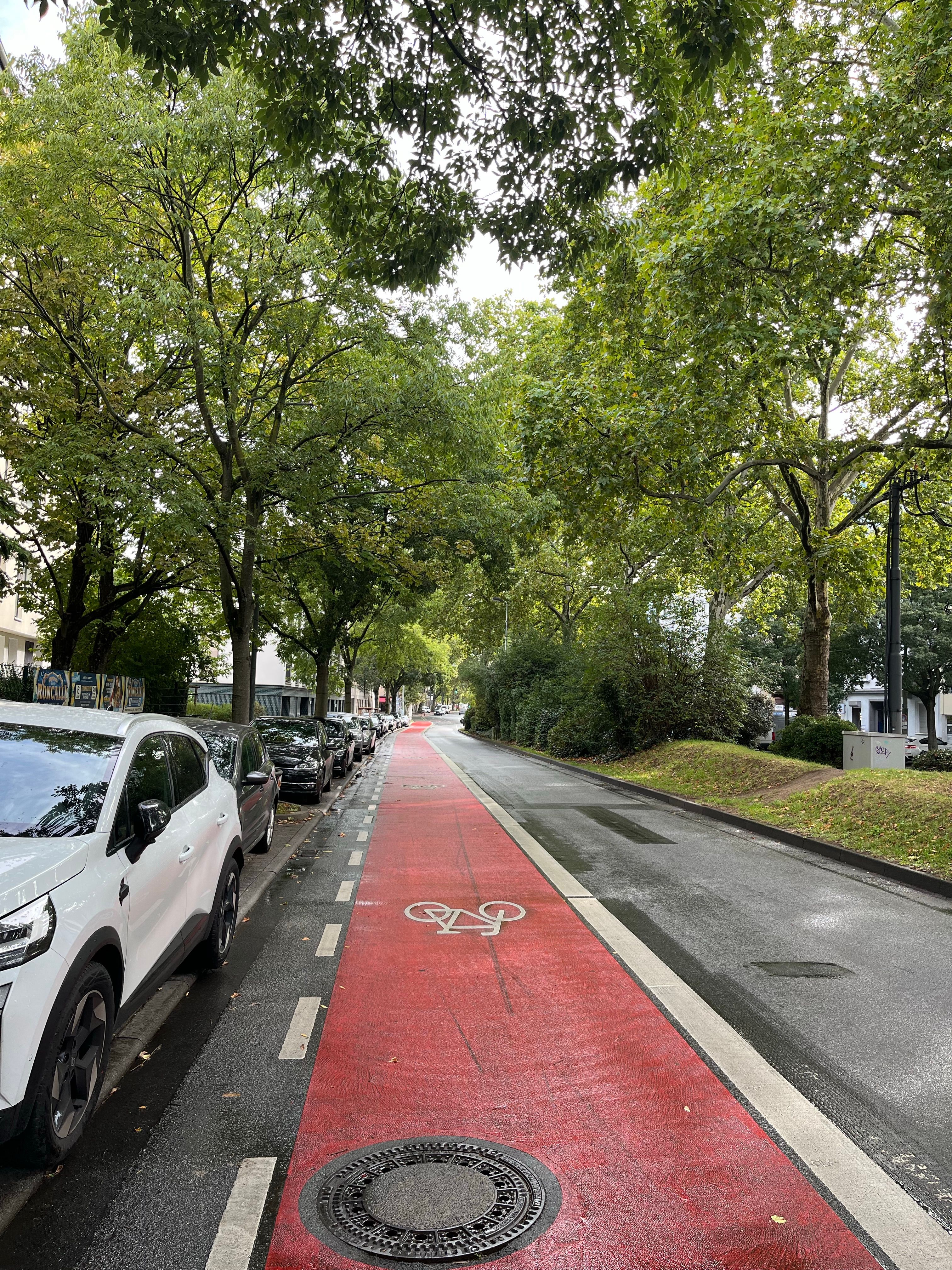Urban Street with Bicycle Lane in Tree-Lined Avenue · Free Stock Photo