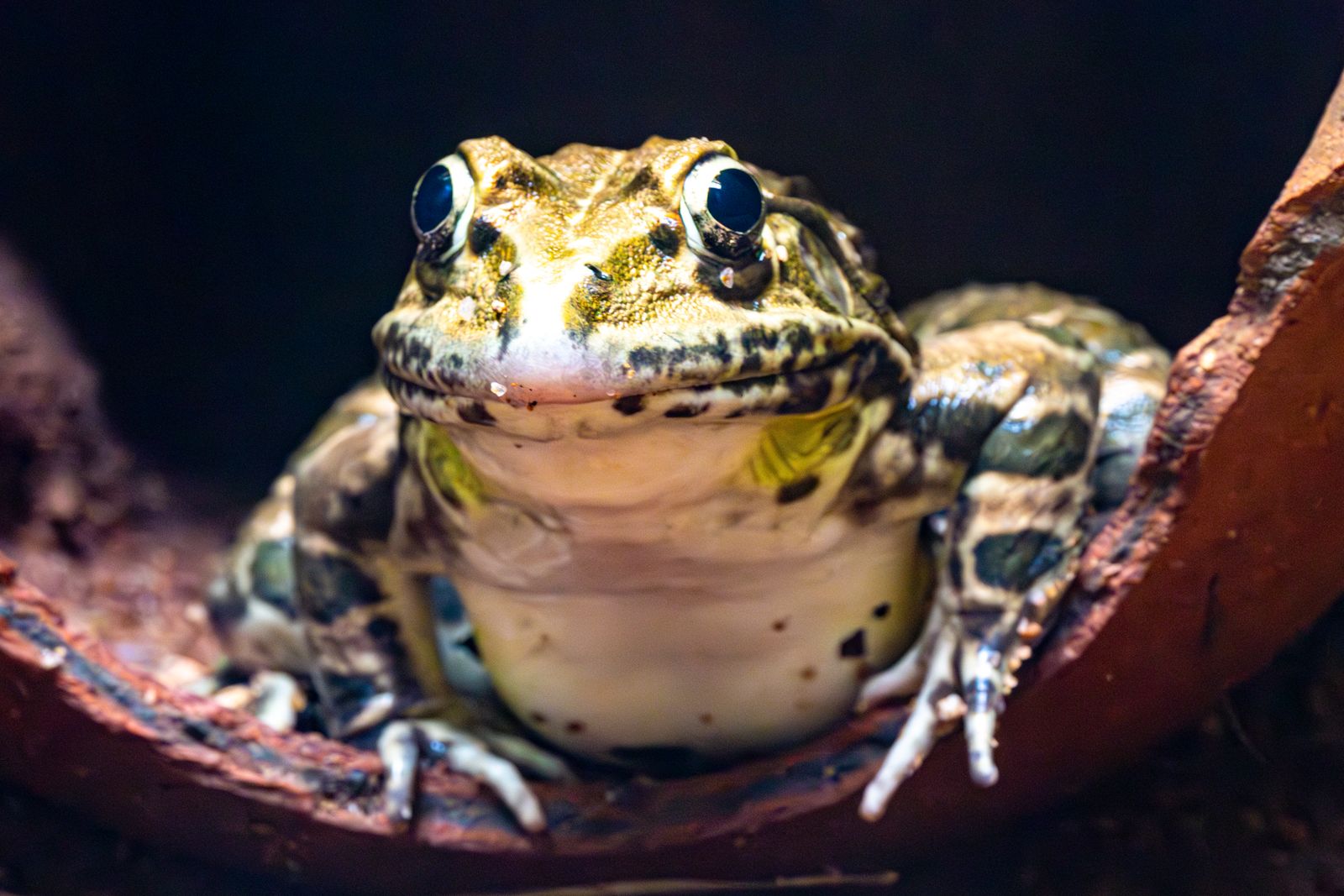 Vertebrate Photos, Download The BEST Free Vertebrate Stock Photos & HD ...