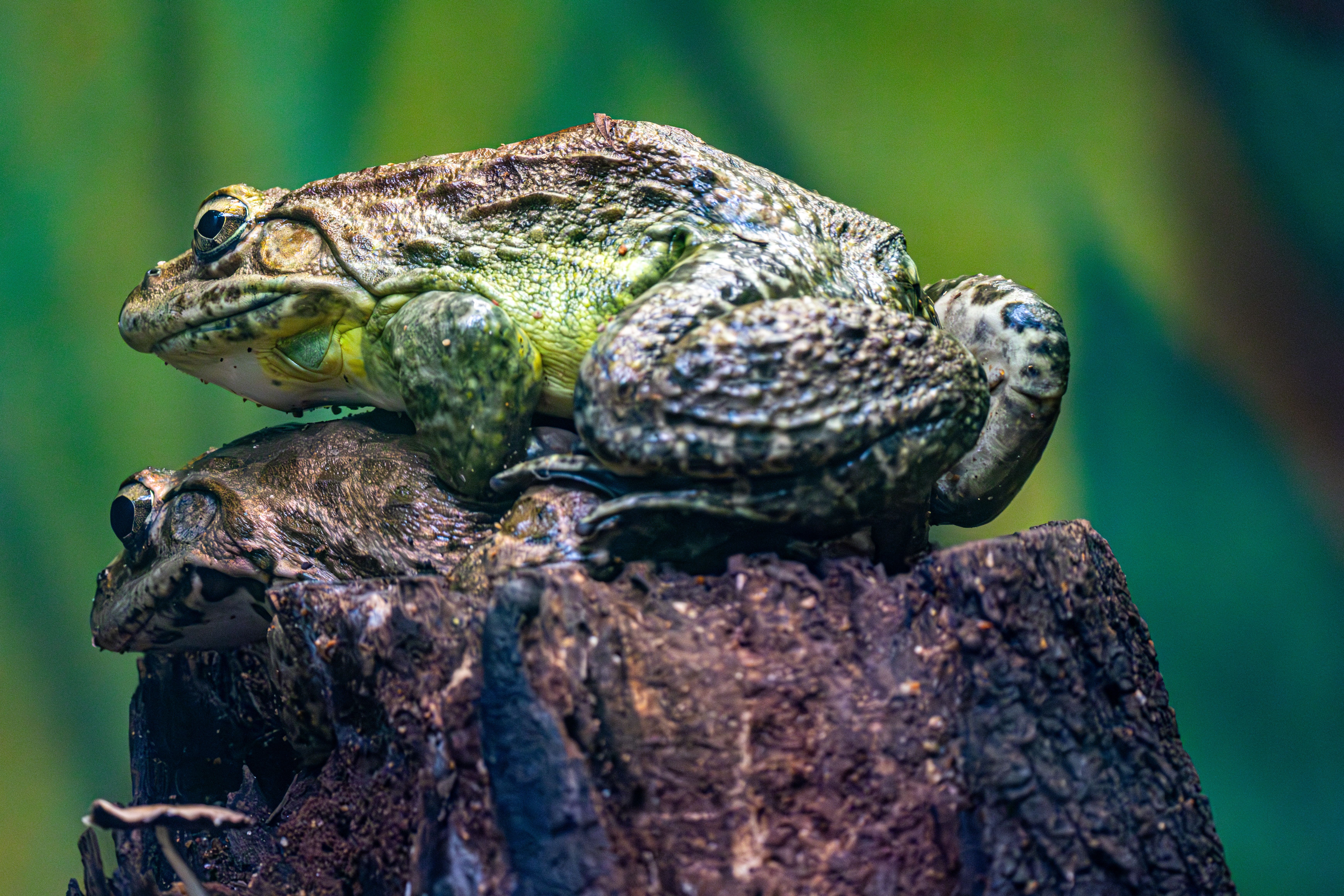 Philippine Frogs Photos, Download The BEST Free Philippine Frogs Stock ...