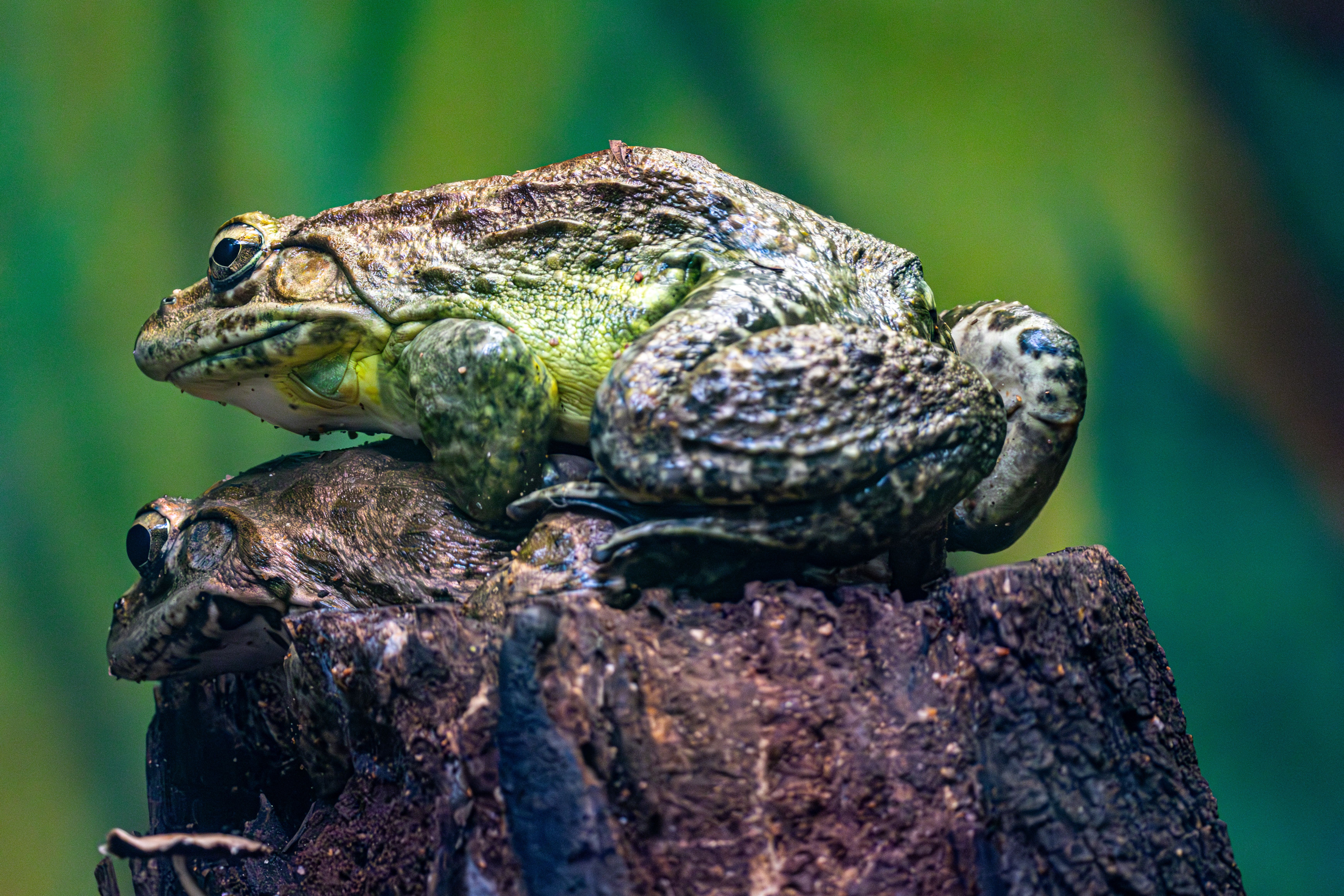 Close-up of Frogs Resting on a Tree Stump in Nature · Free Stock Photo