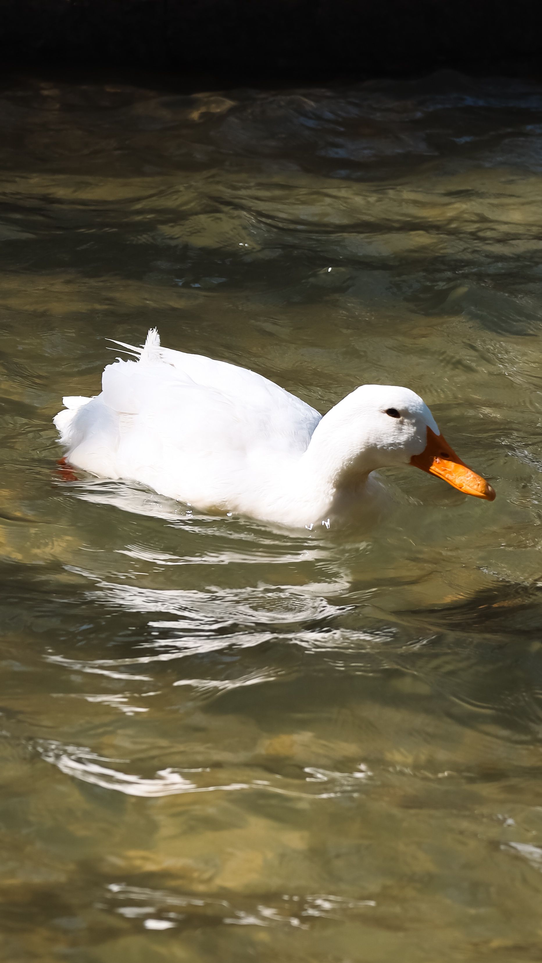 Duck+Pfp Photos, Download The BEST Free Duck+Pfp Stock Photos & HD Images