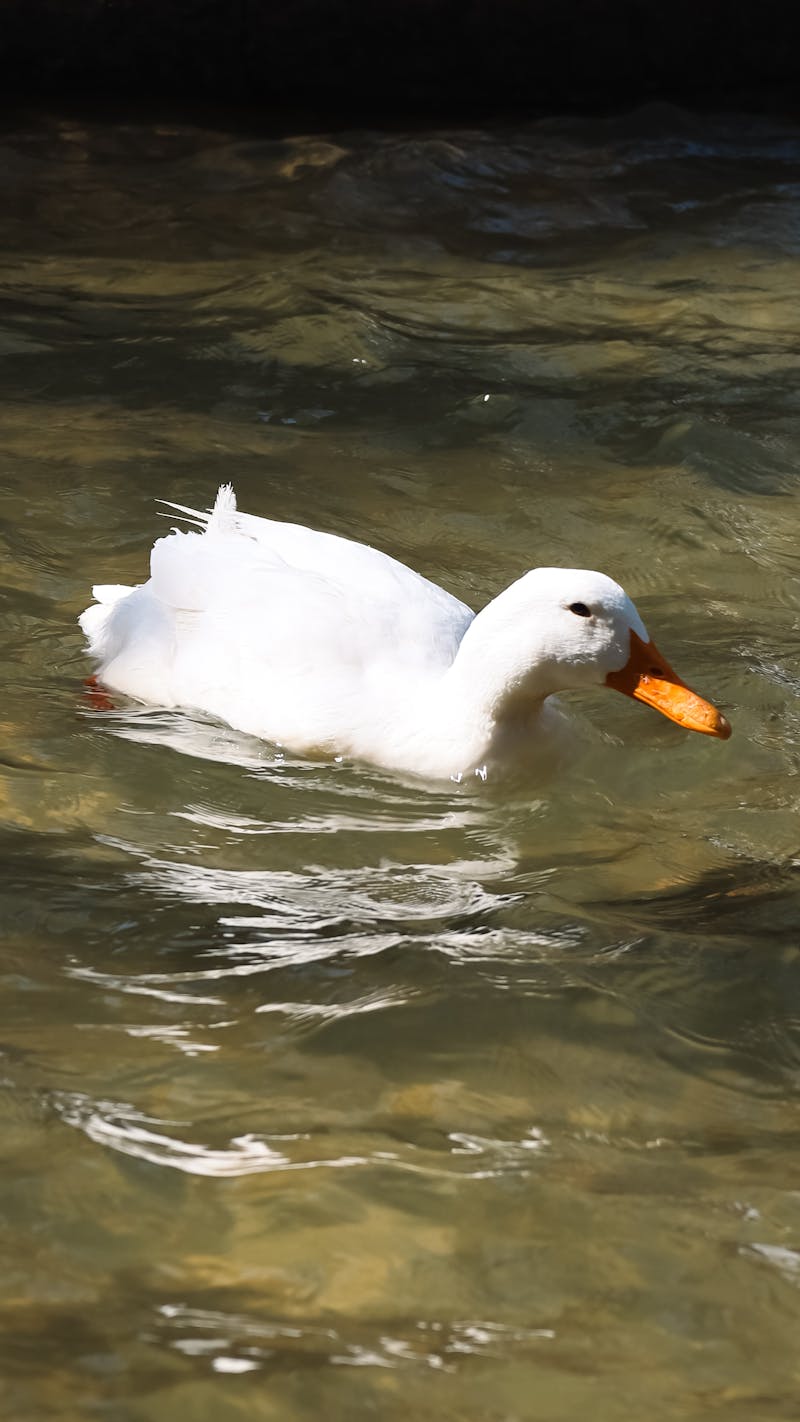 Duck+Pfp Photos, Download The BEST Free Duck+Pfp Stock Photos & HD Images