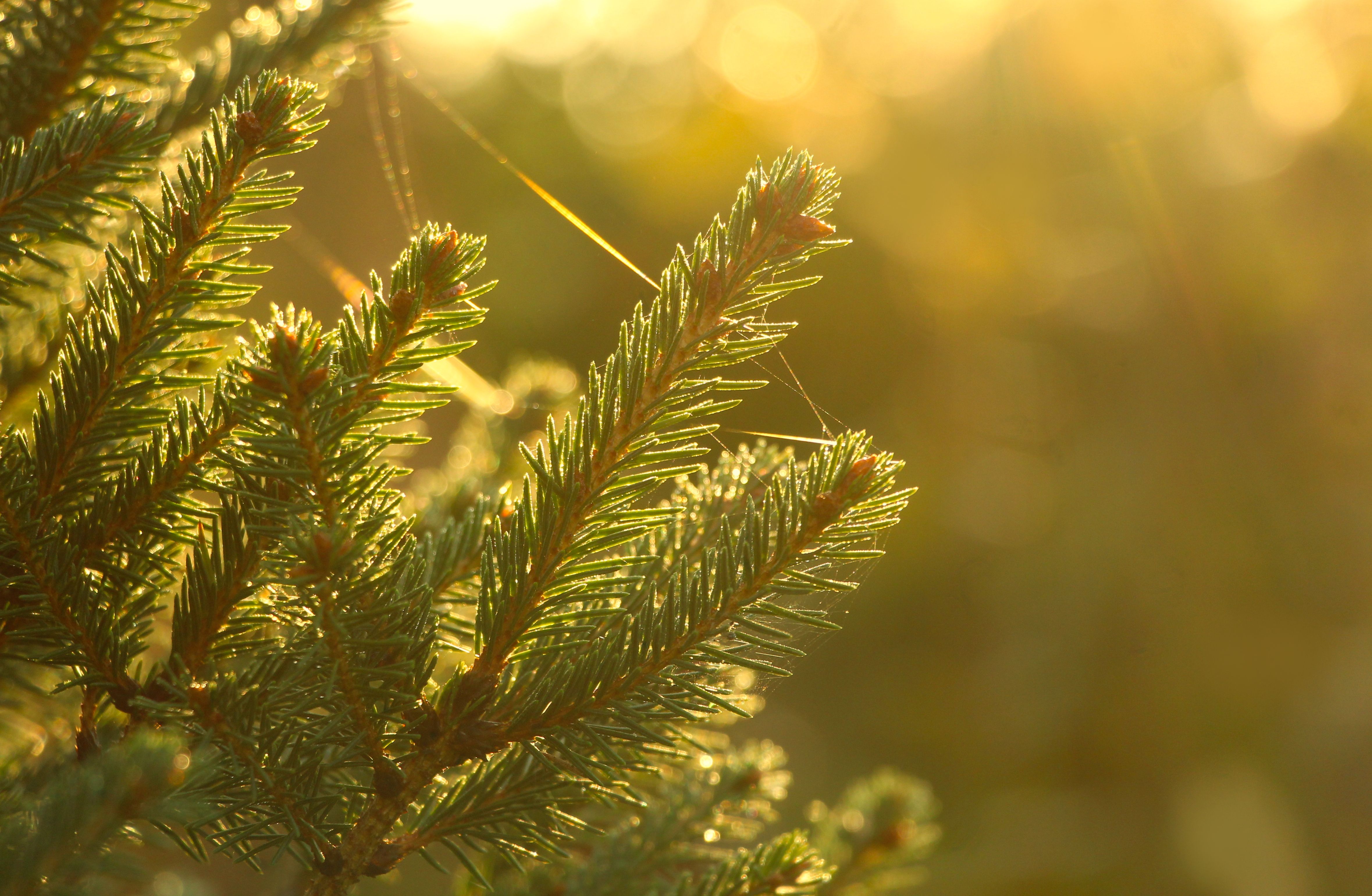 Close-up of Sunlit Fir Tree Branch in Summer · Free Stock Photo