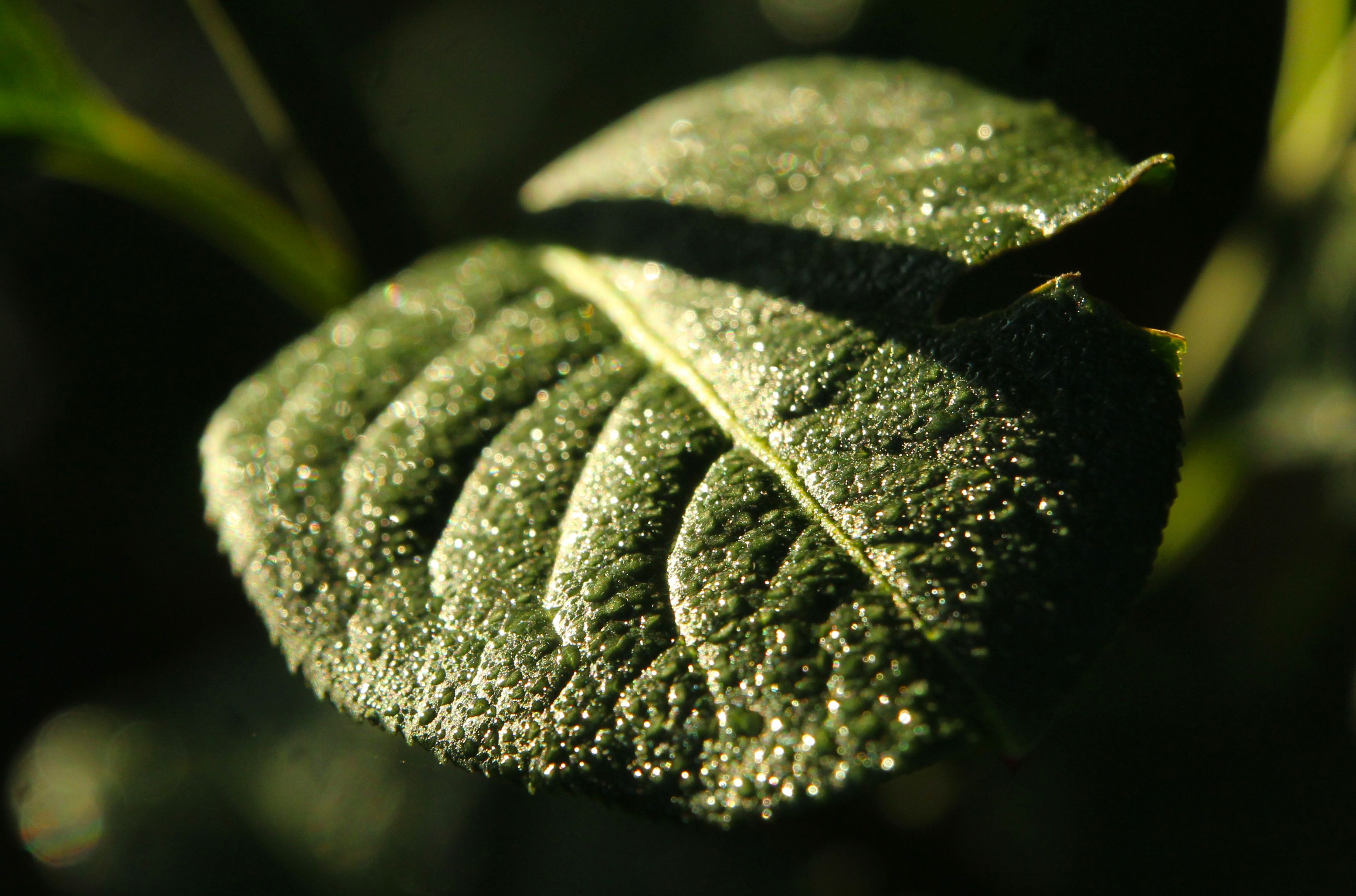 Chick Weed Identification and Easy Management Tips