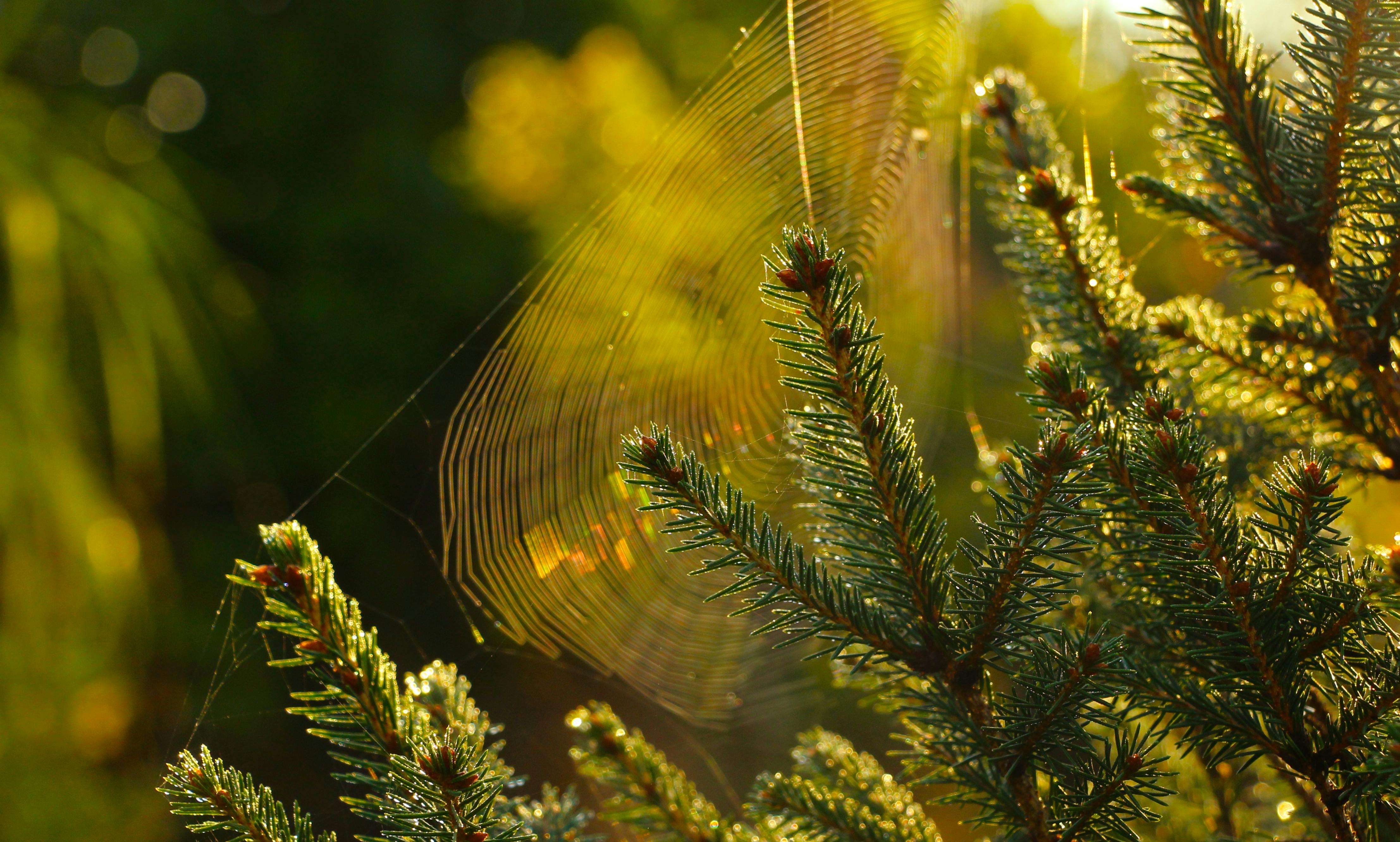 Twigs Photos, Download The BEST Free Twigs Stock Photos & HD Images