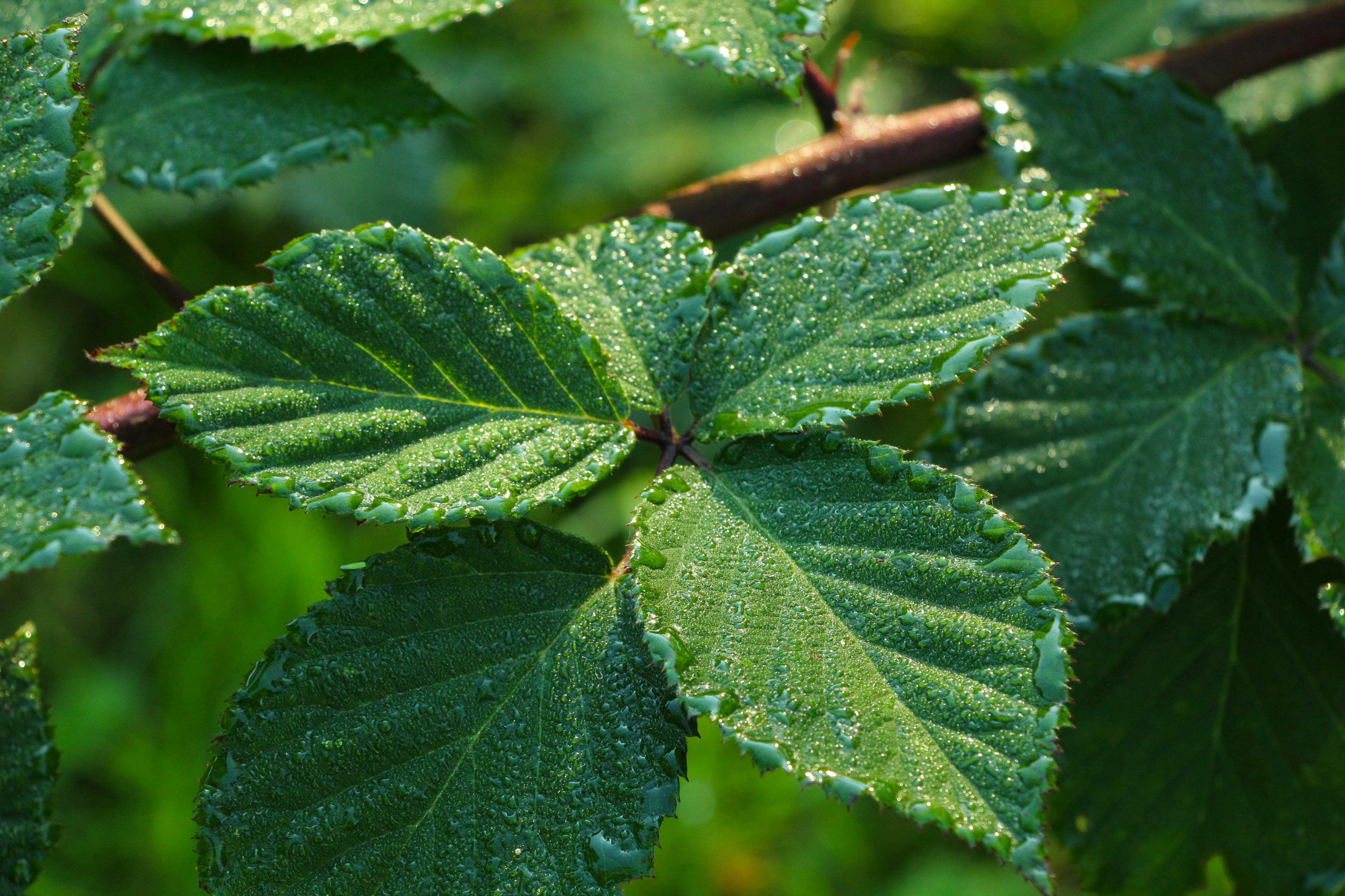 Shaadi Background Photos, Download The BEST Free Shaadi Background ...