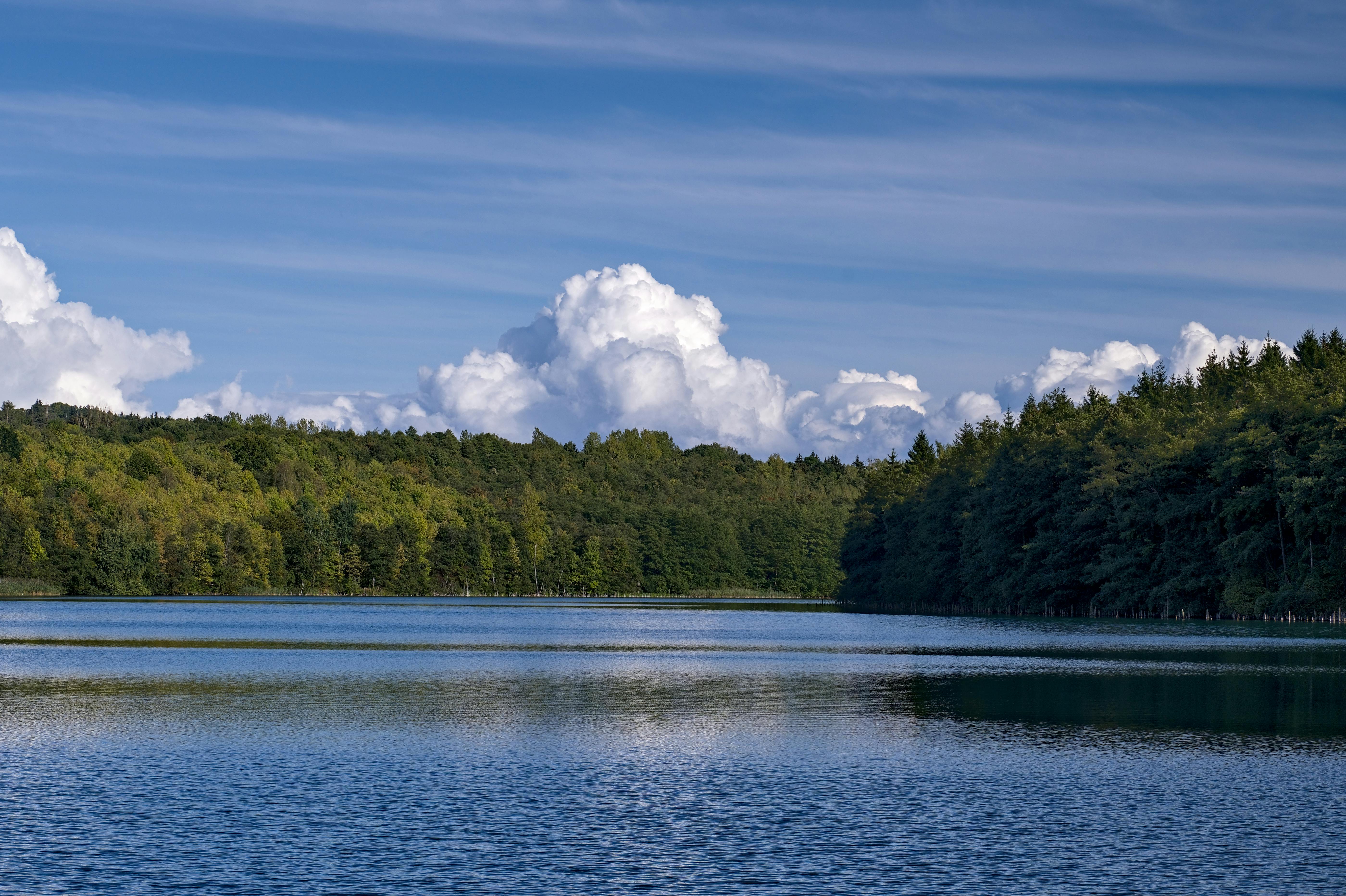 Forest Ecosystem Photos, Download The BEST Free Forest Ecosystem Stock ...