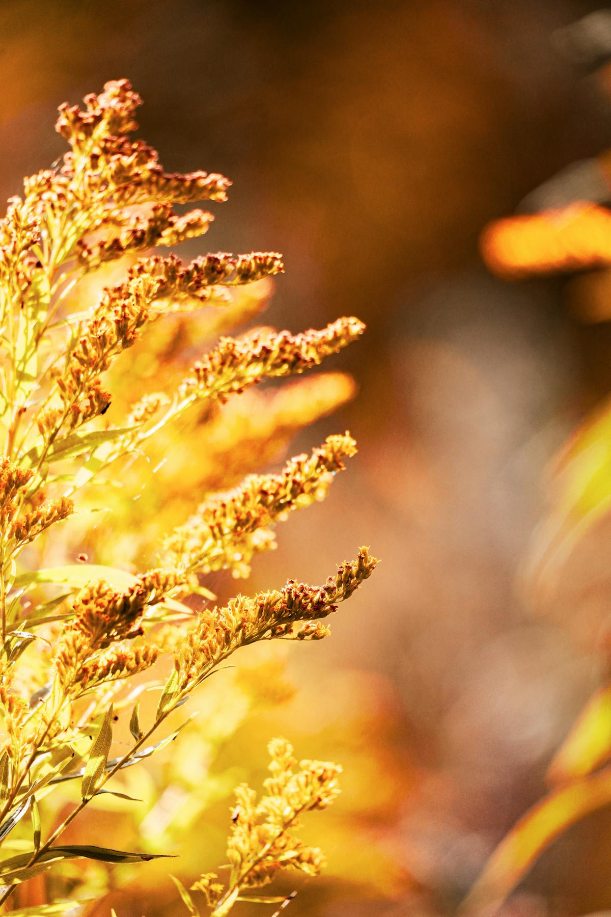 Fall Autumn Leaves Photos, Download The BEST Free Fall Autumn Leaves ...