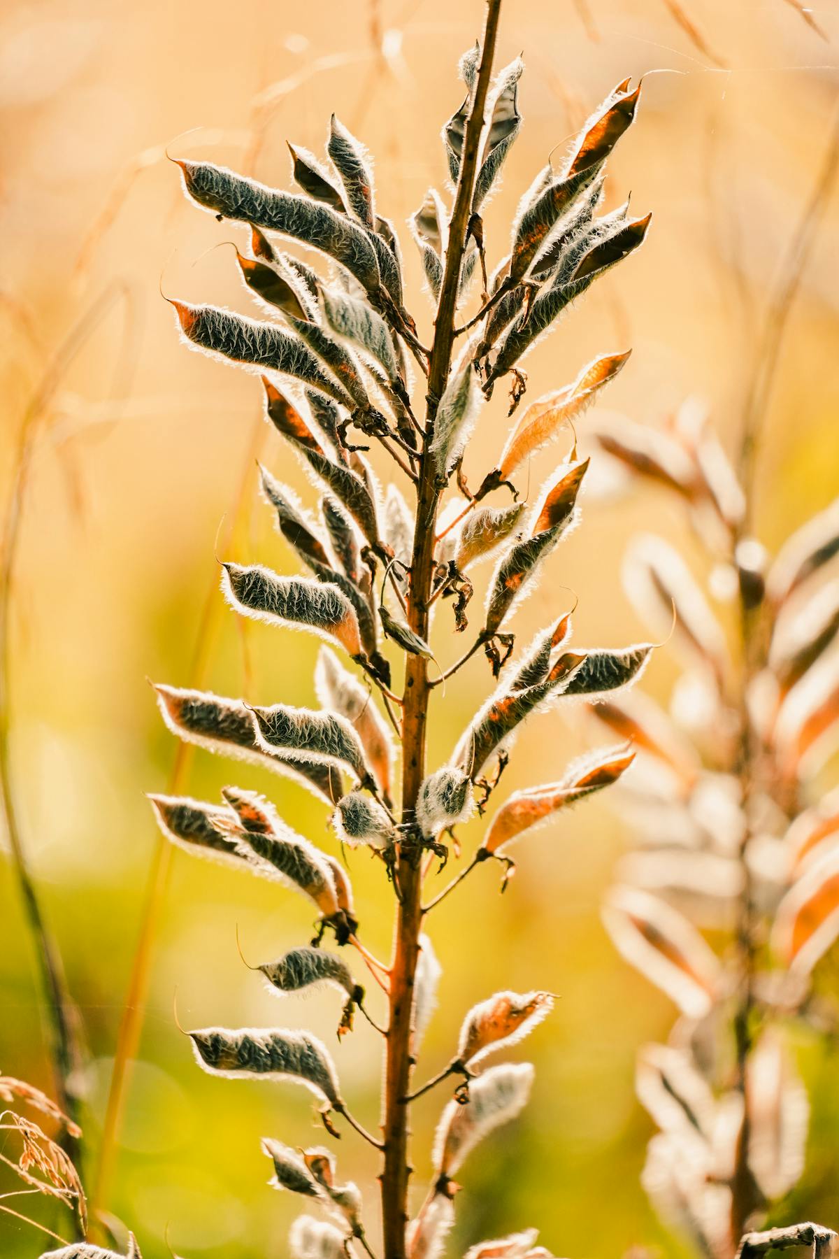 Fall Autumn Leaves Photos, Download The BEST Free Fall Autumn Leaves ...