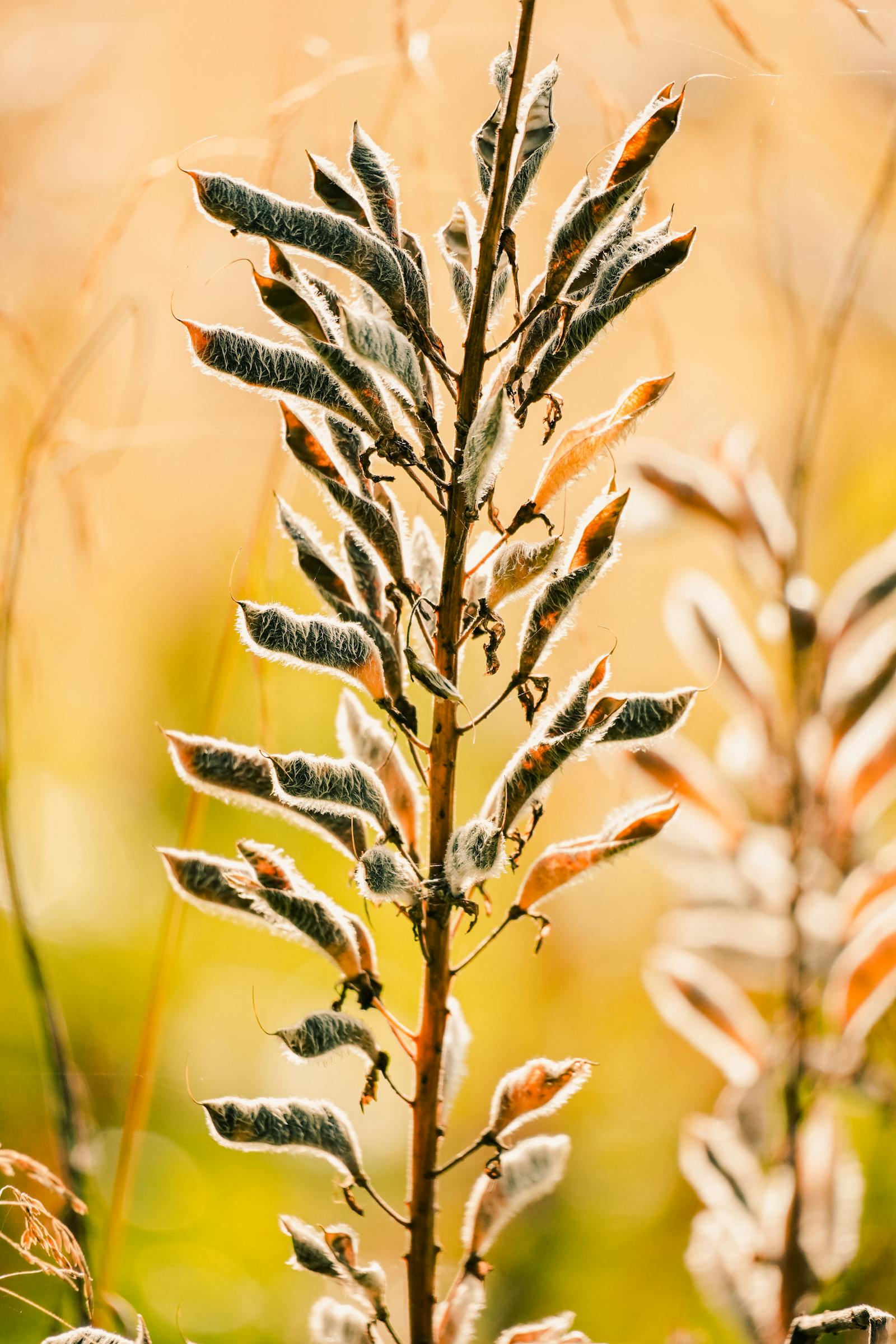 Fall Autumn Leaves Photos, Download The BEST Free Fall Autumn Leaves ...